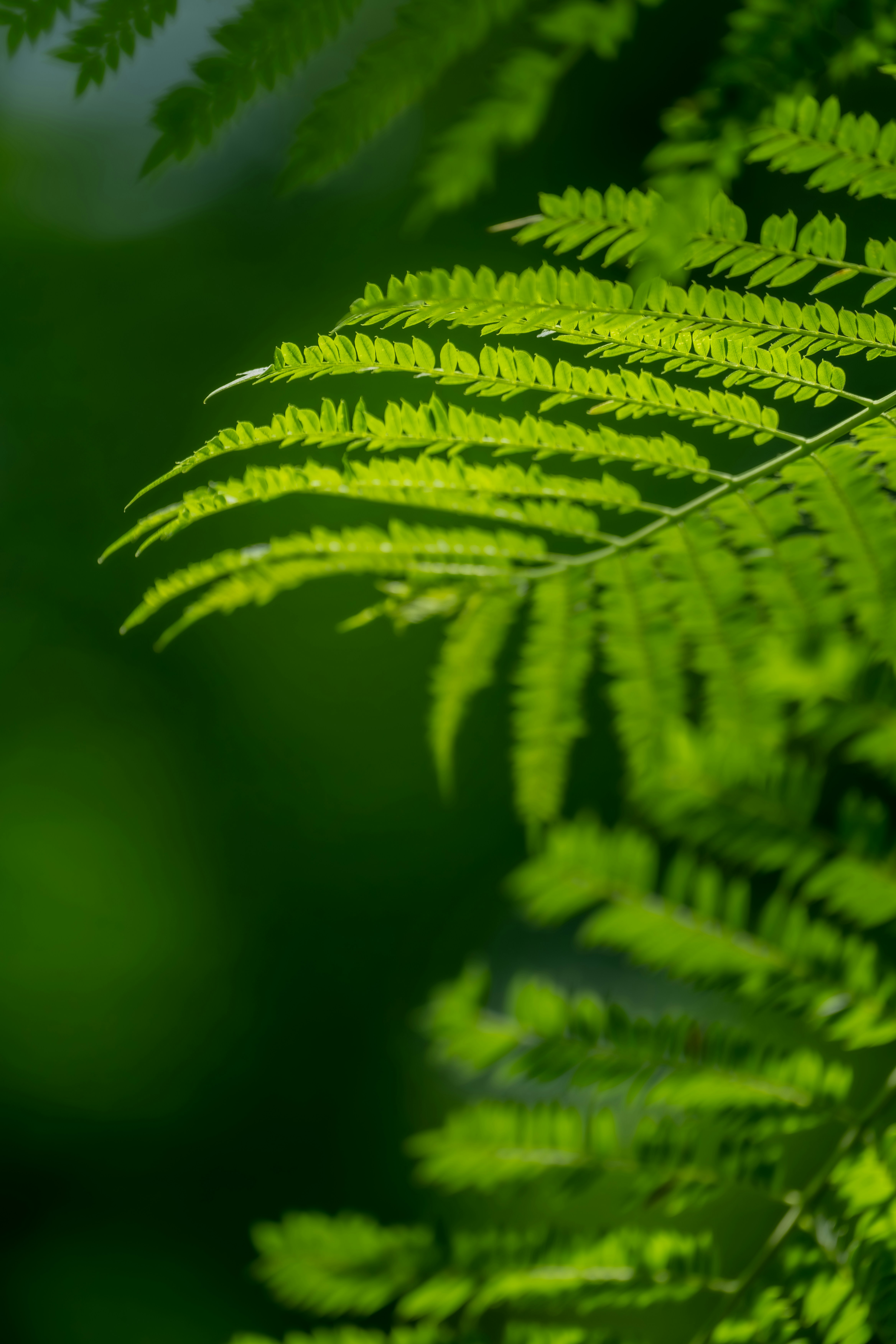 Green fern leaves with sunlight on a dark background.
