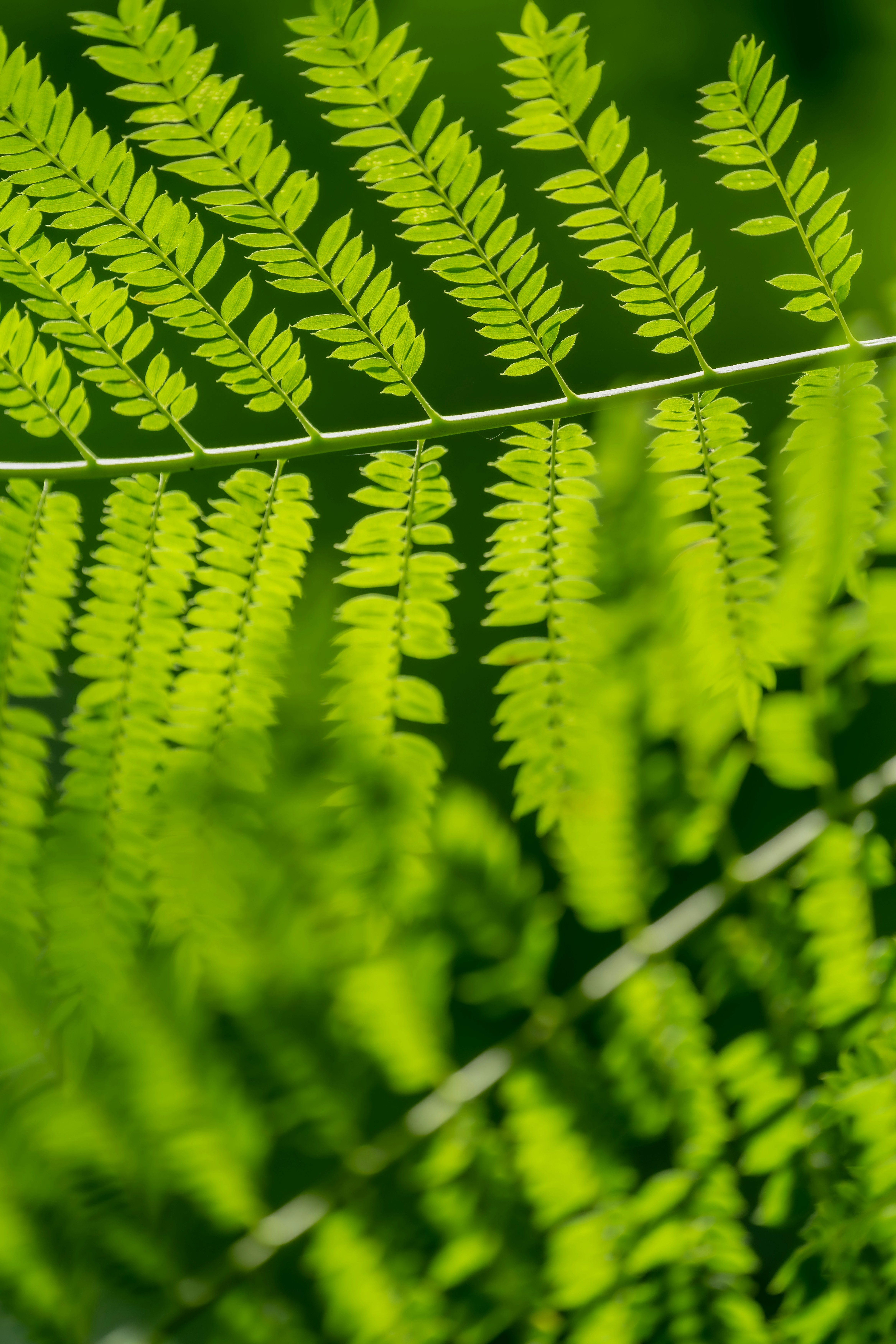 Emerald Fern Strands: A Portrait of Bright Fronds