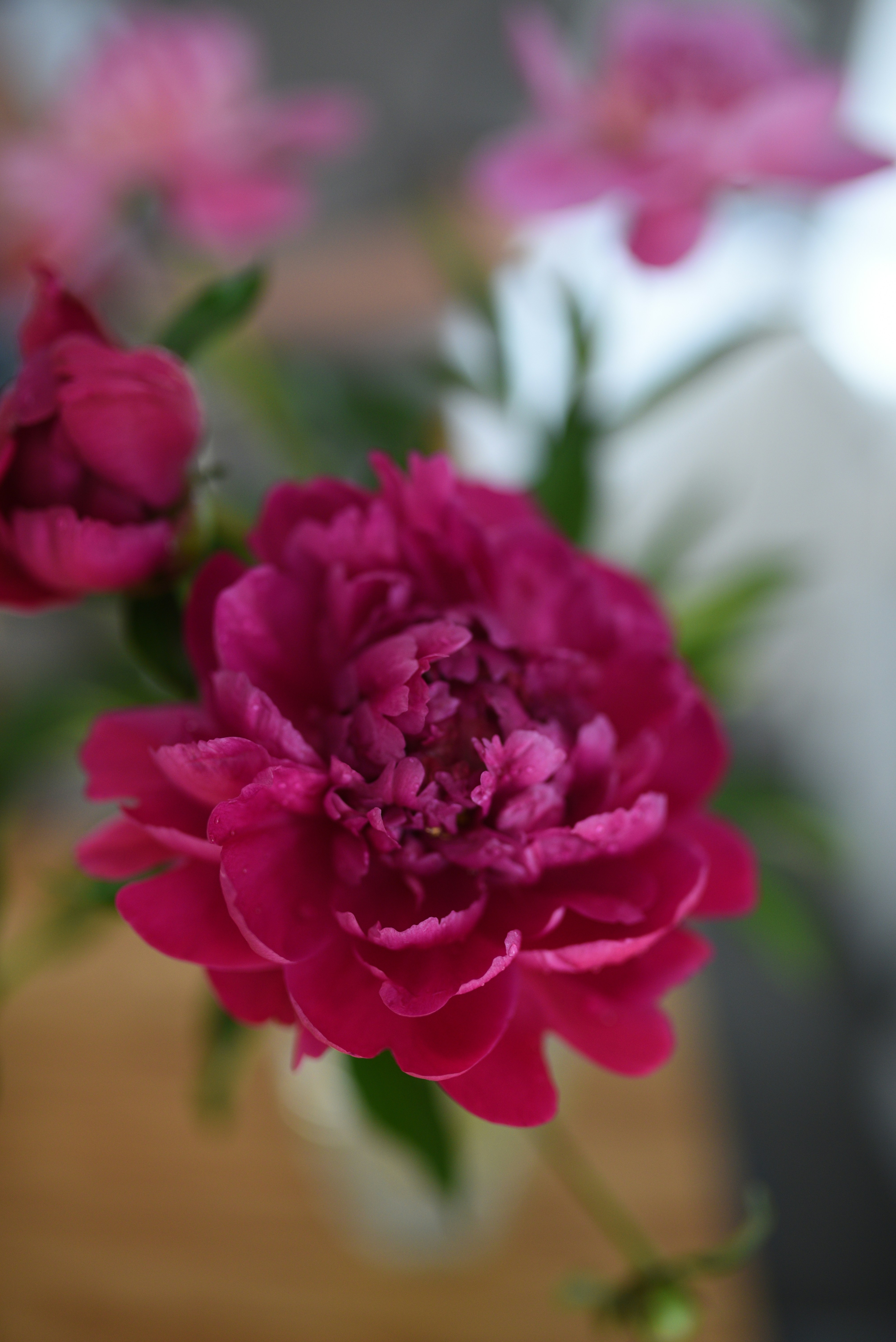 Crimson Peony in Soft Focus