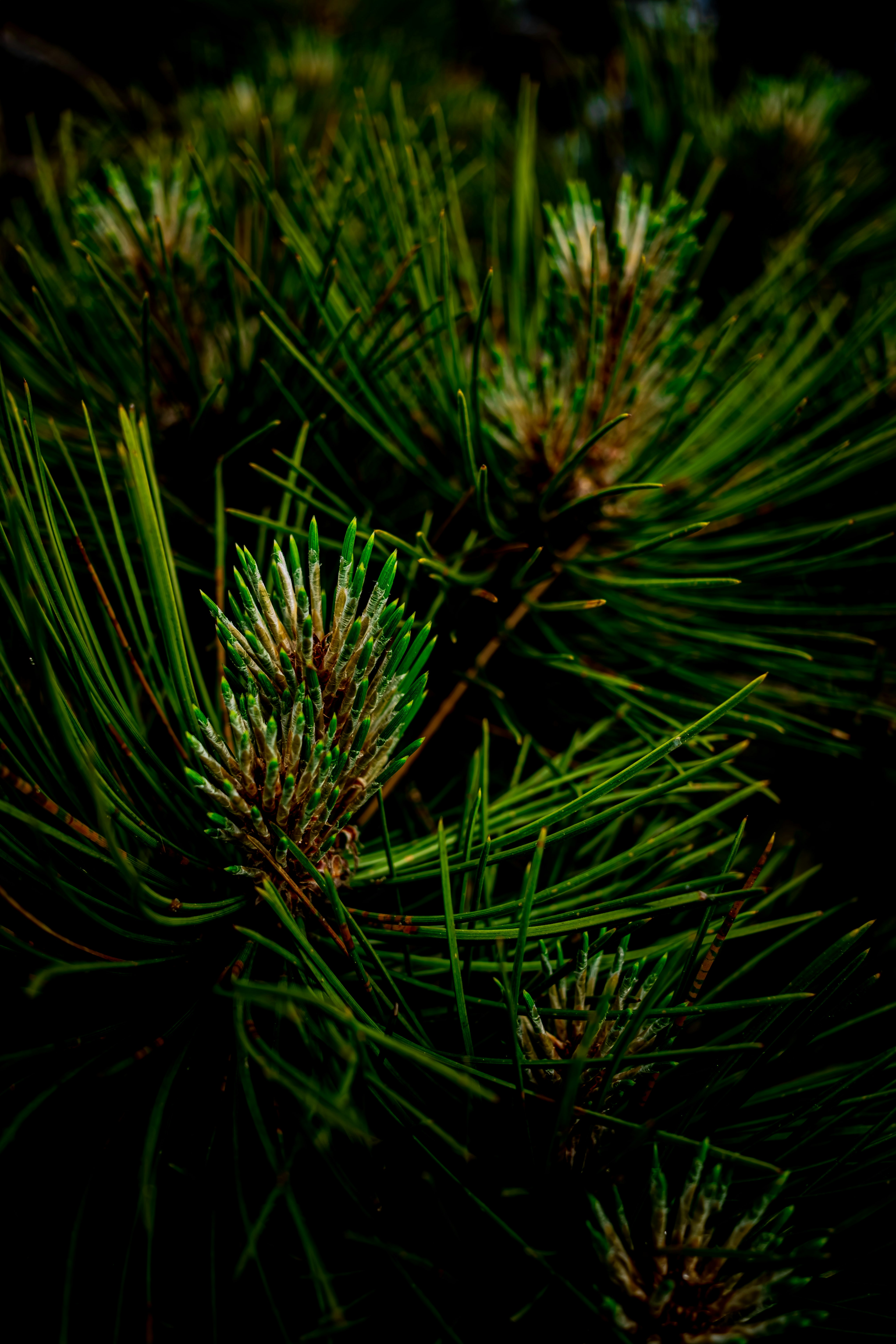 Dark green pine needles with new growth.
