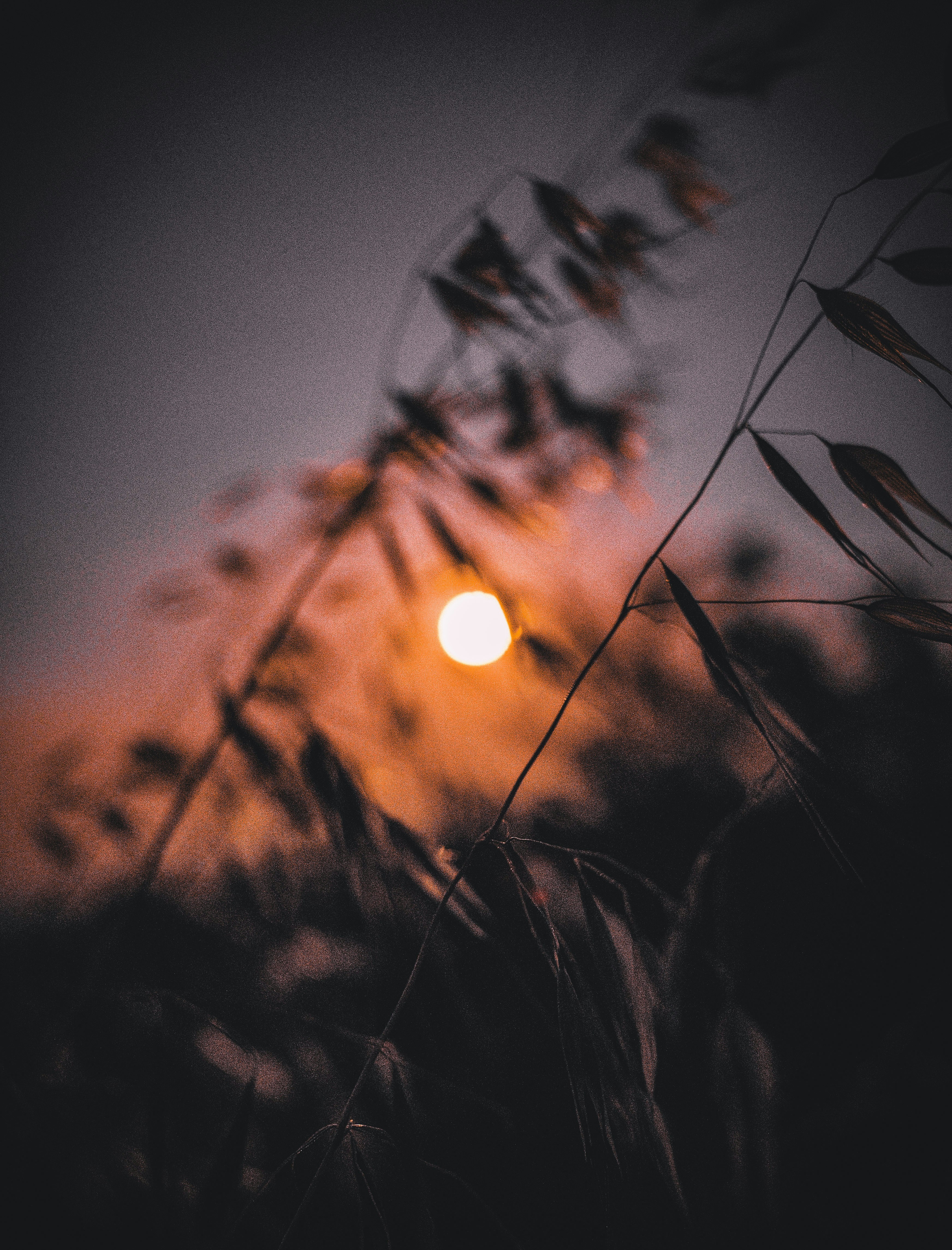 Blush of Dusk: Sunlit Grasses in a Quiet Field