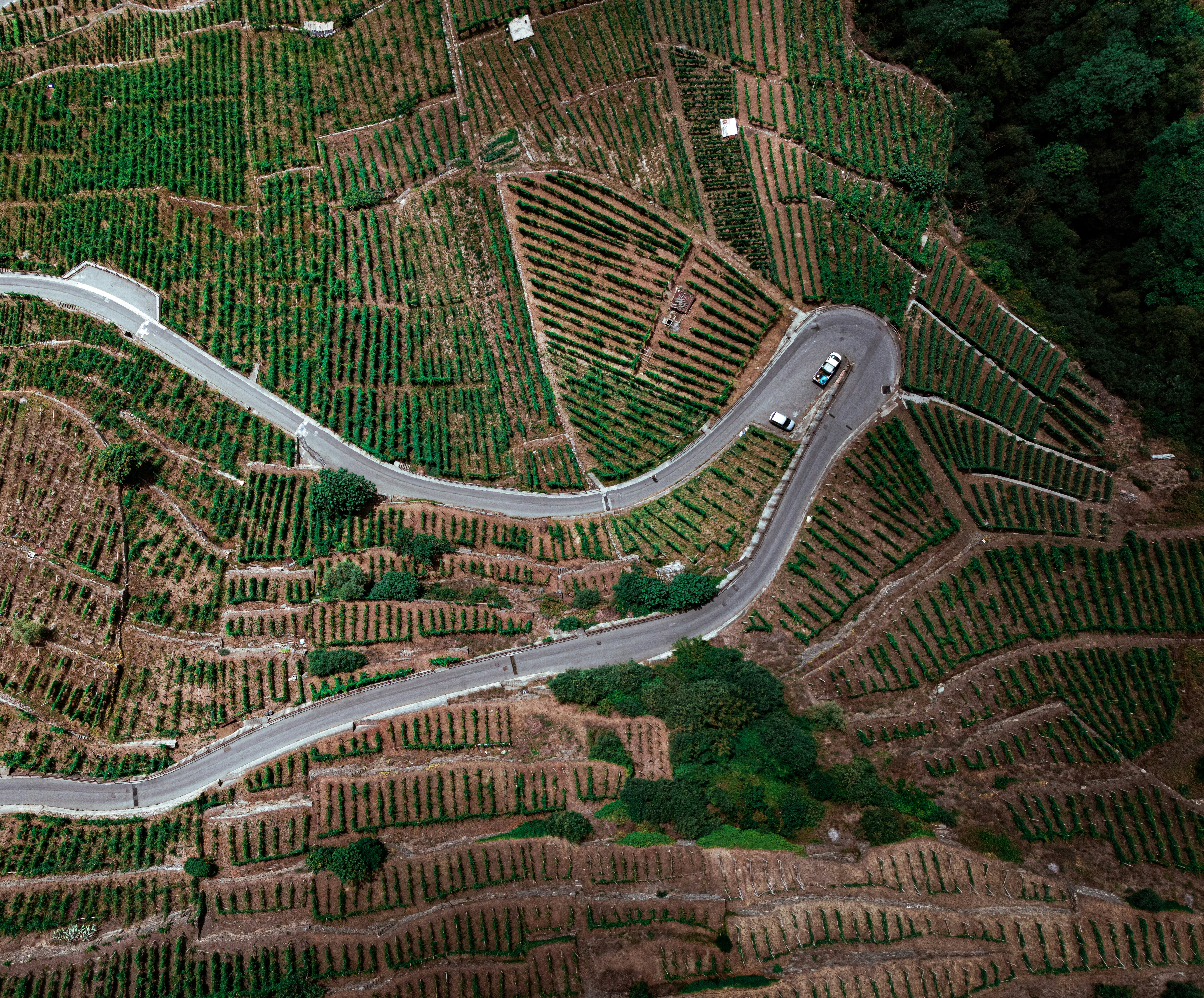 Winding road through green terraced fields from above.