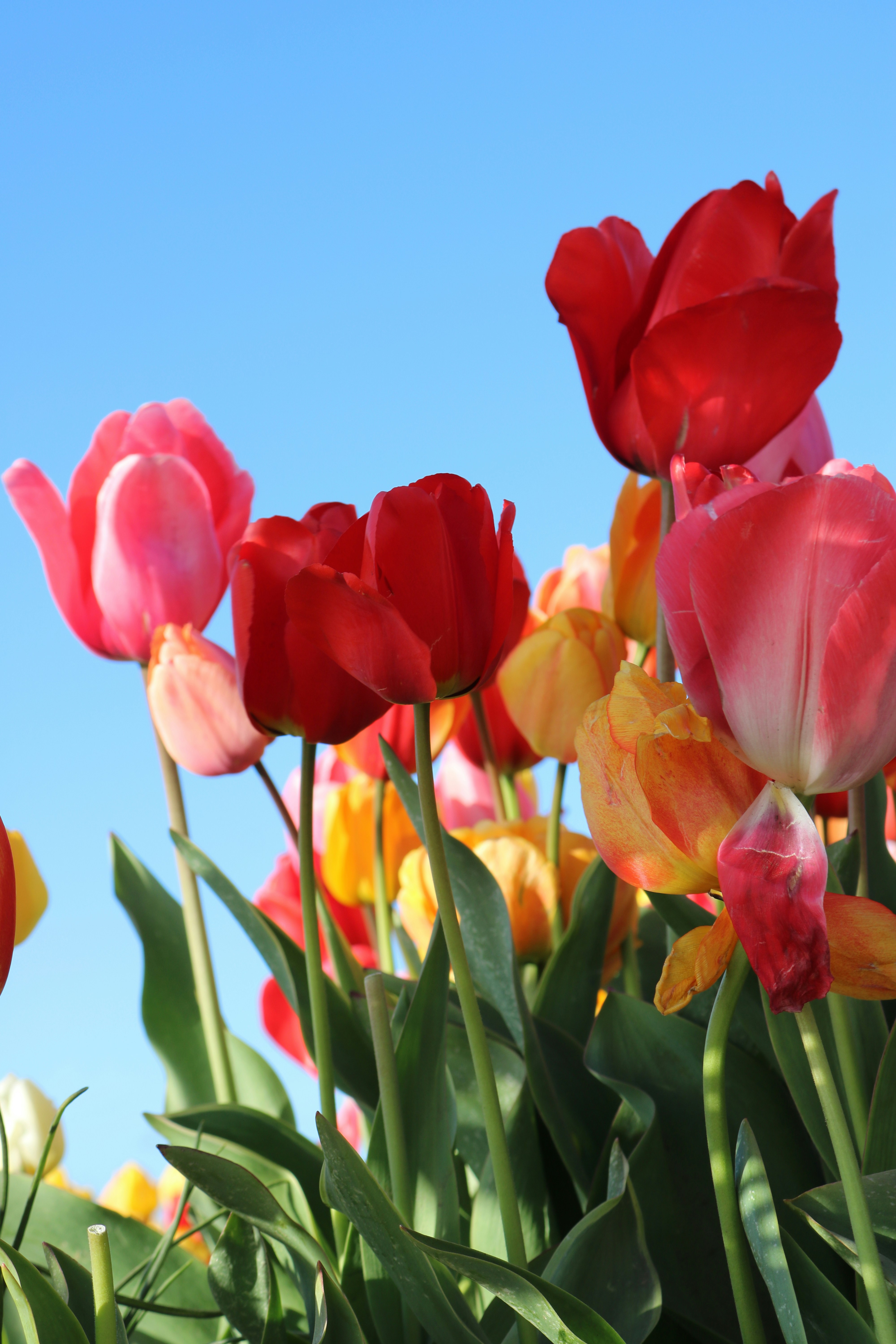 Tulip Parade Under a Clear Sky