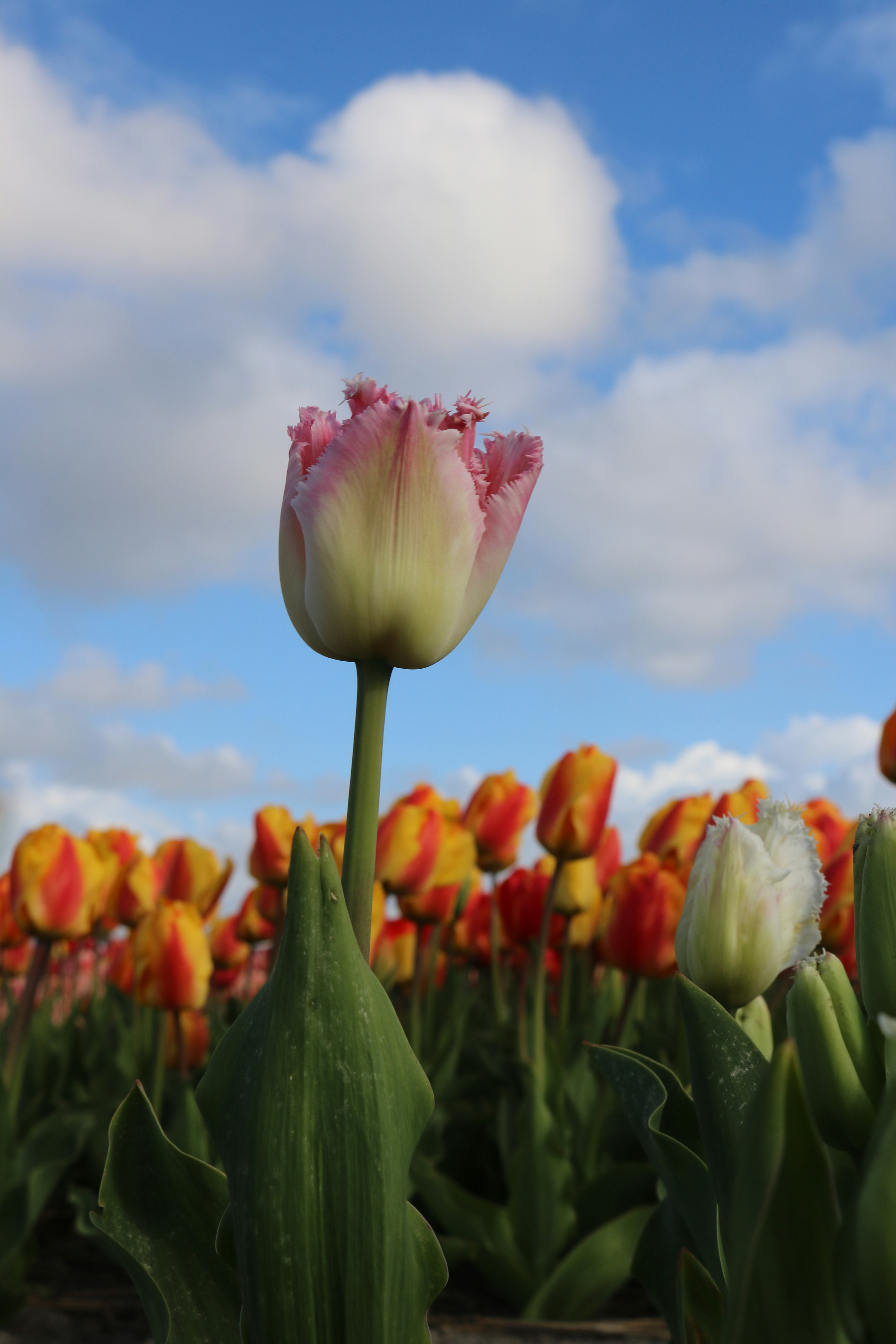 Single Tulip Crowned Above a Sea of Color in a Spring Field