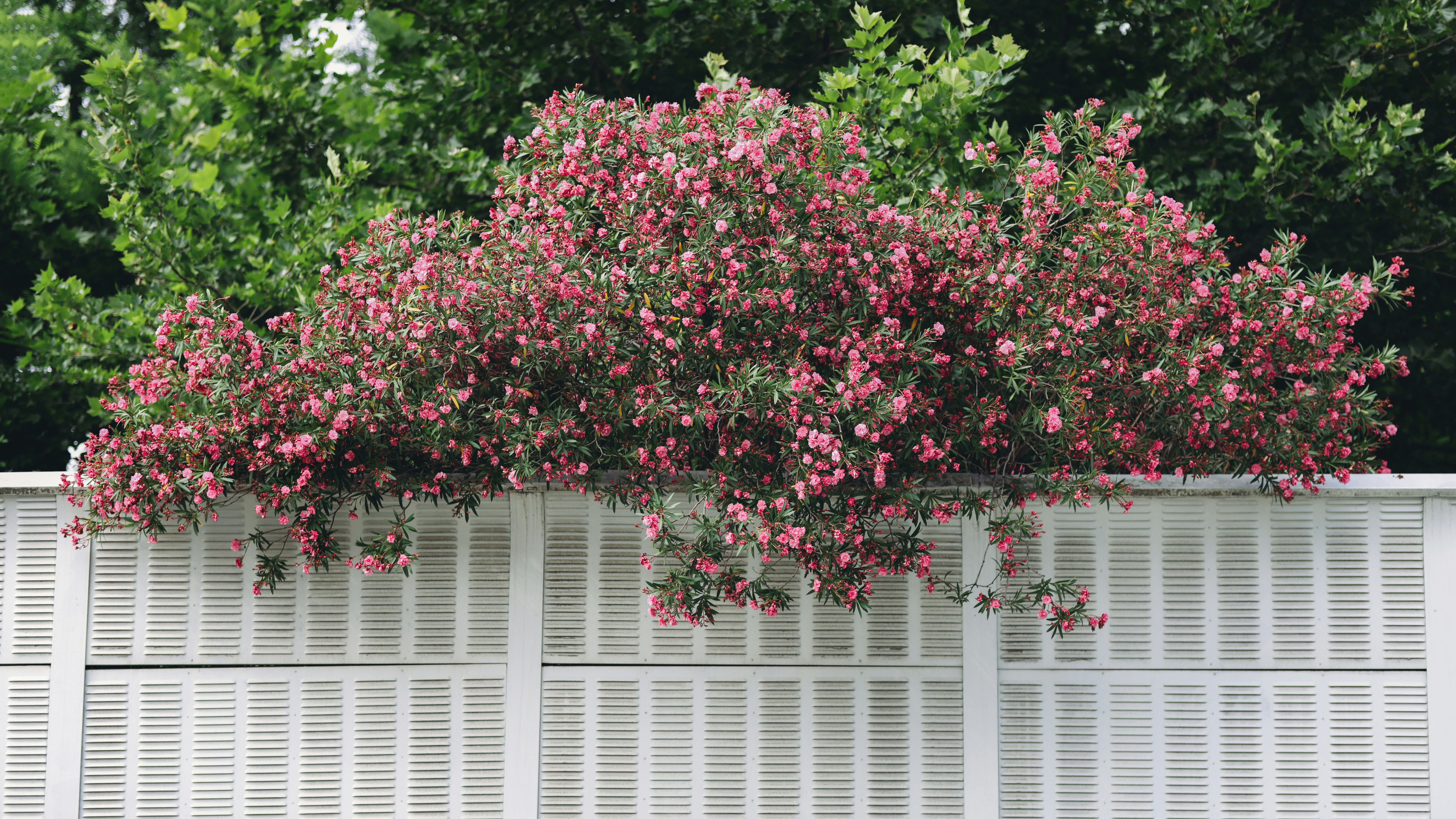 Cascade of pink blooms draping a white lattice wall