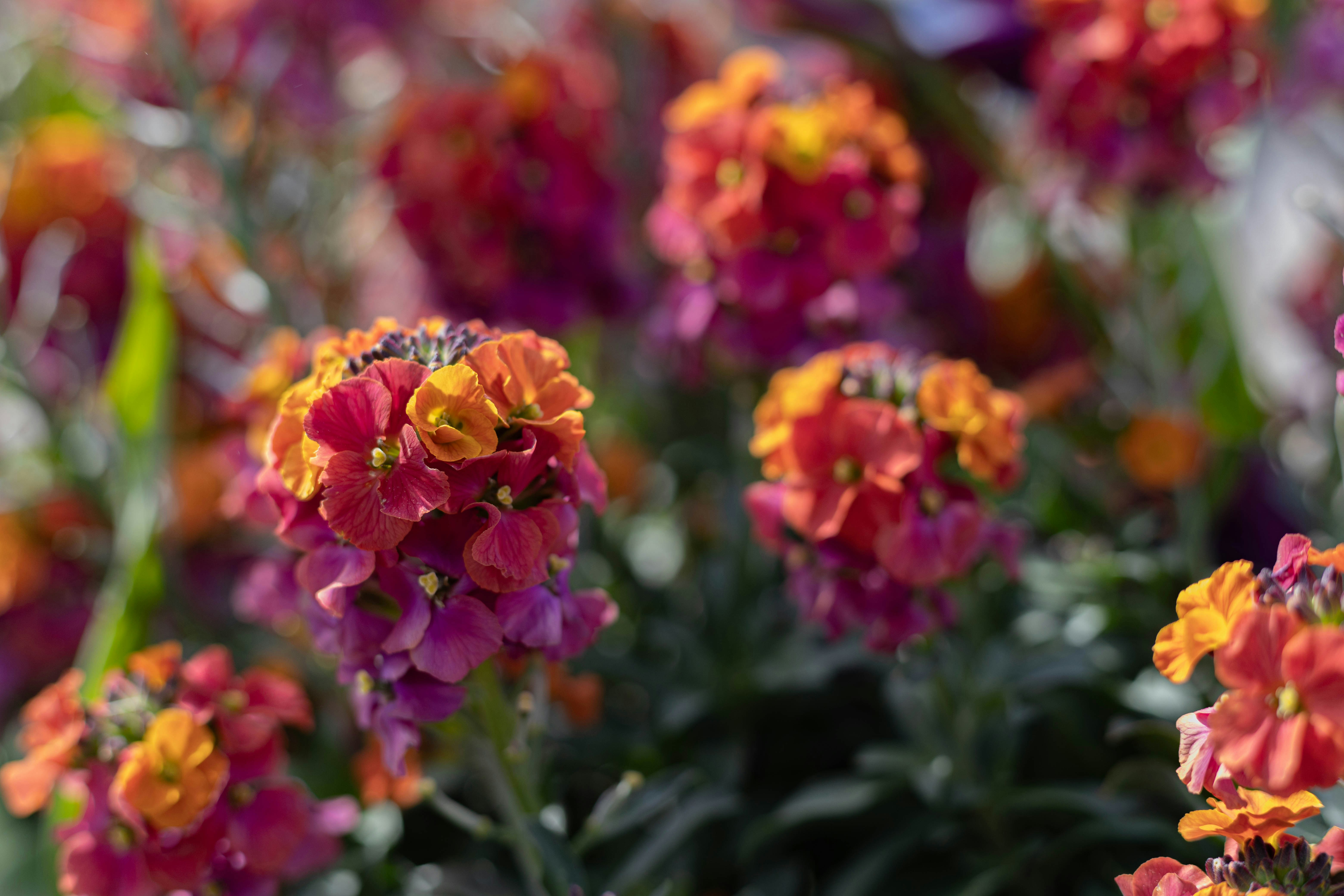 Orange-Pink Marigold Cluster in Soft Focus Garden Bloom