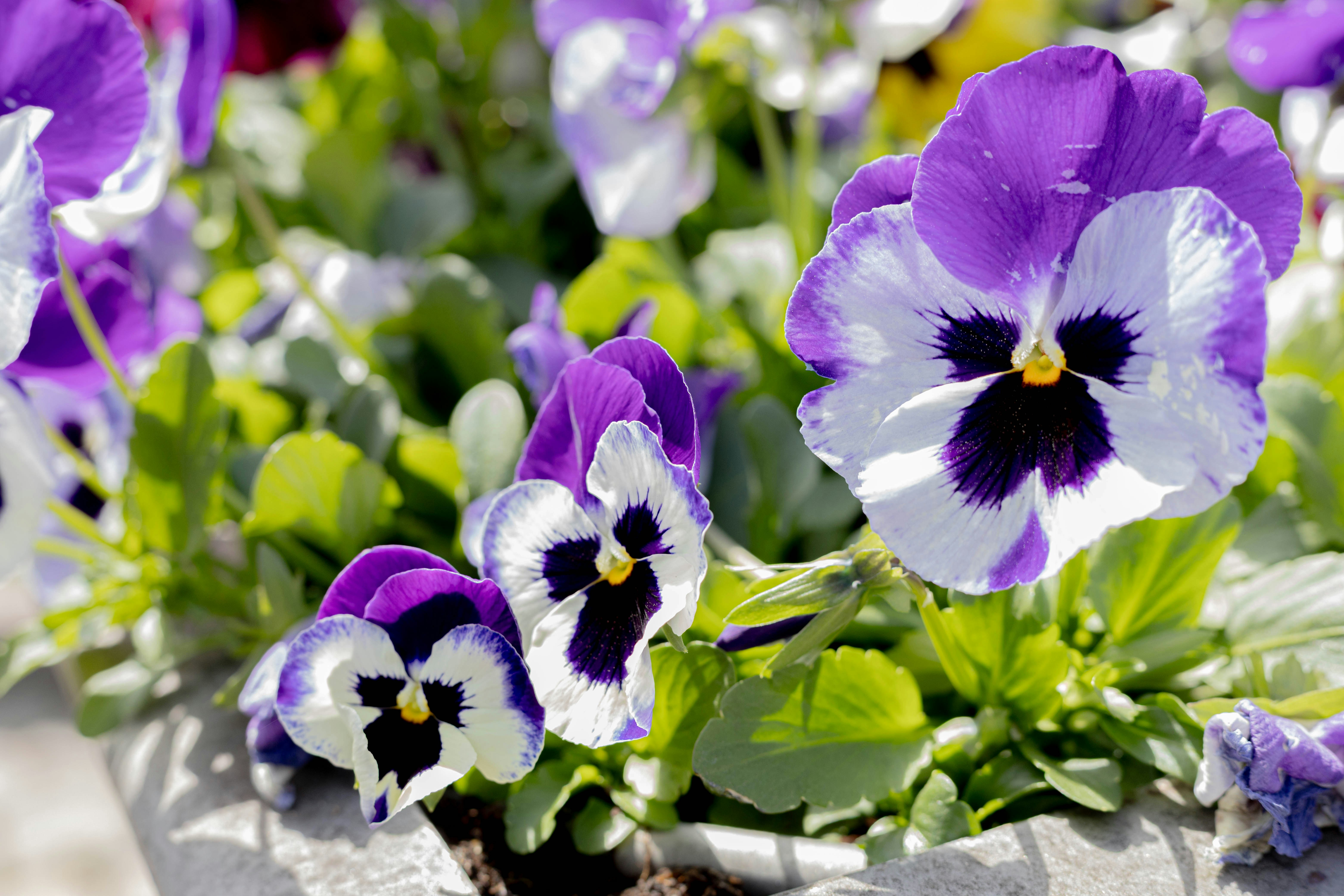 Vivid Petals in Focus: A Garden Portrait of Purple Panolas