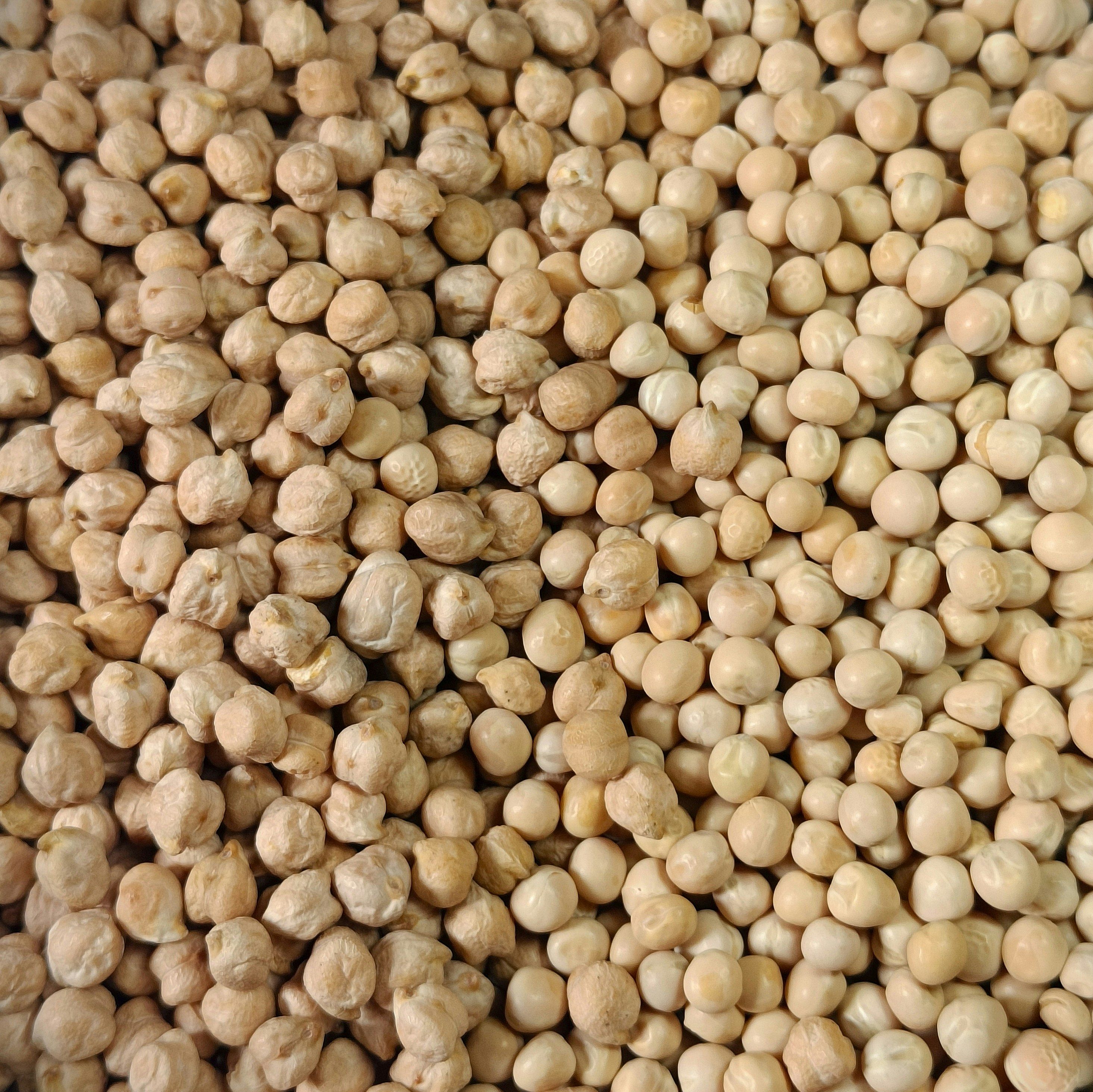 Pale-pearl Amassment: A Close-up of Chickpeas