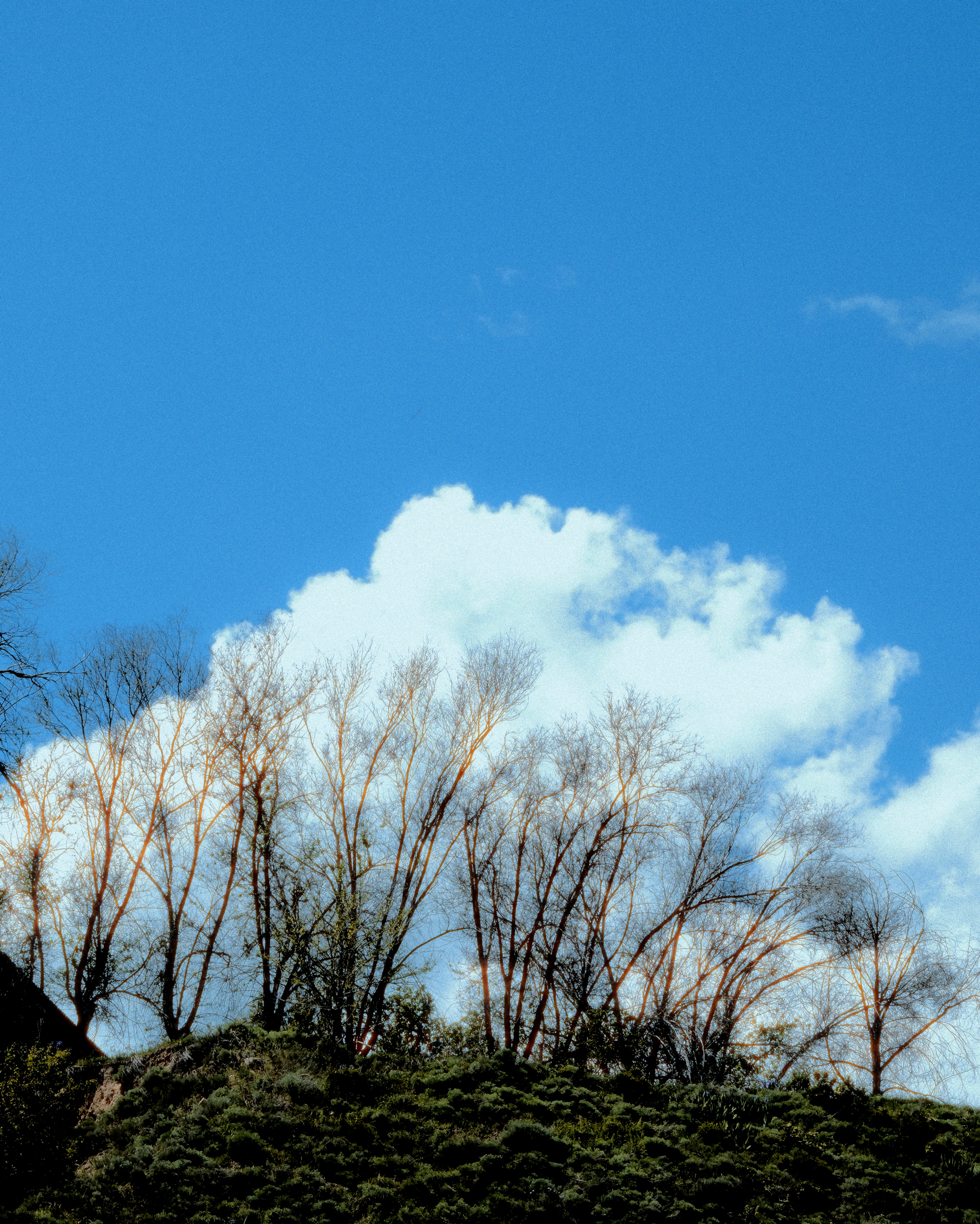 Tree-line Silhouette Beneath a Clean Spring Sky