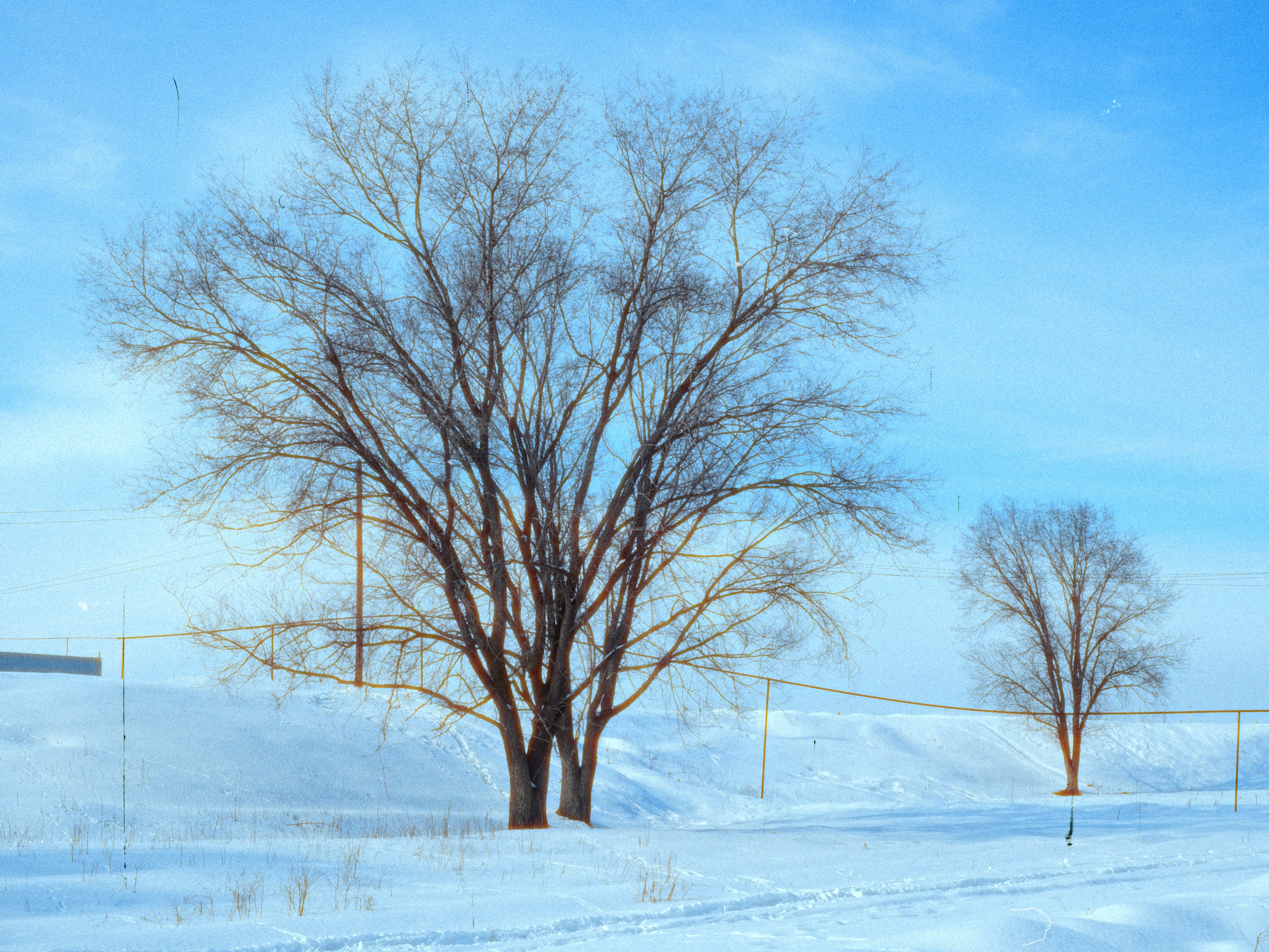 Winter Sentinel: A Duo of Bark and Sky Beside the Quiet Fence