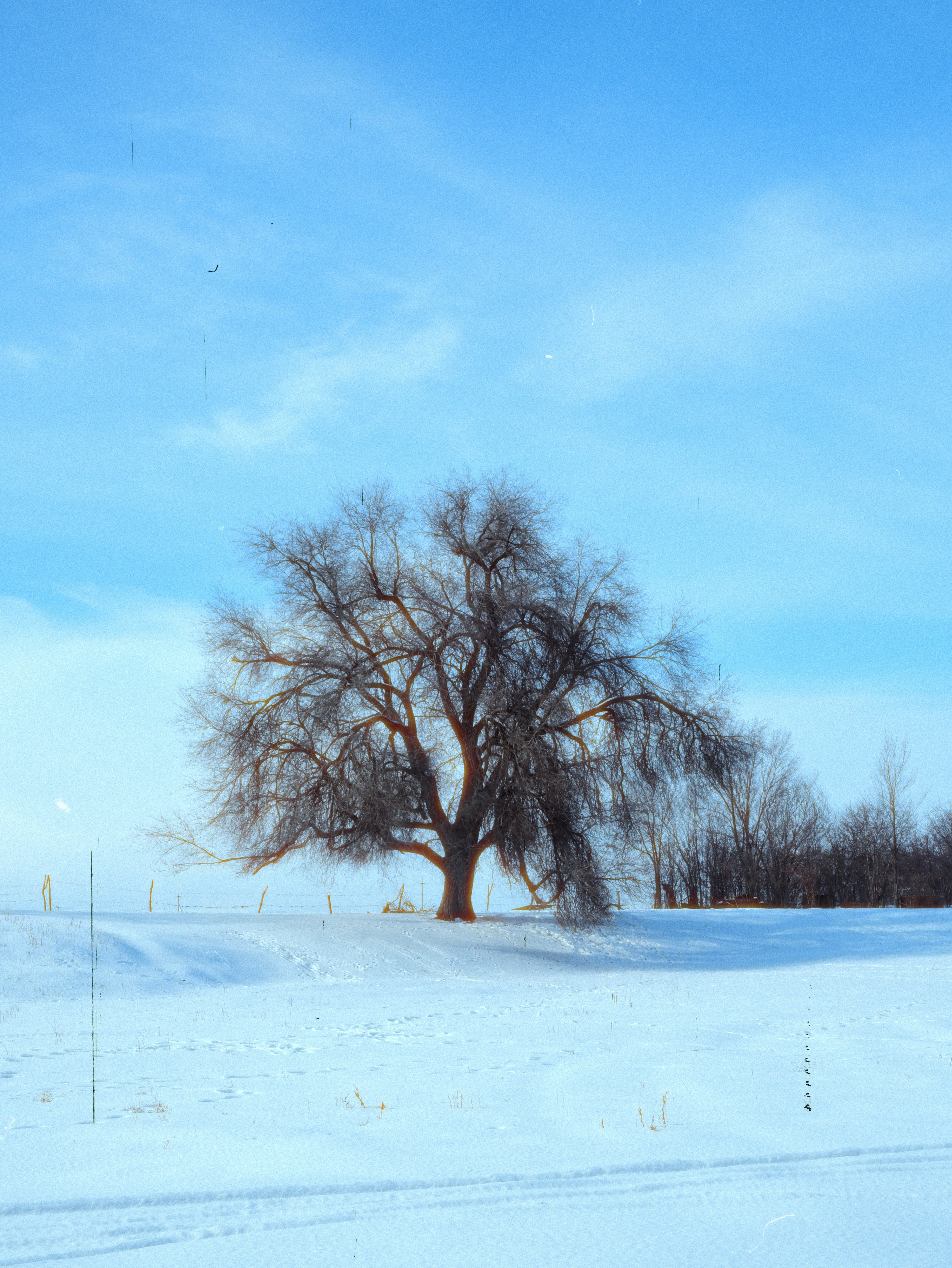 Winter Sentinel: Lone Willow Standing Against a Velvet Sky