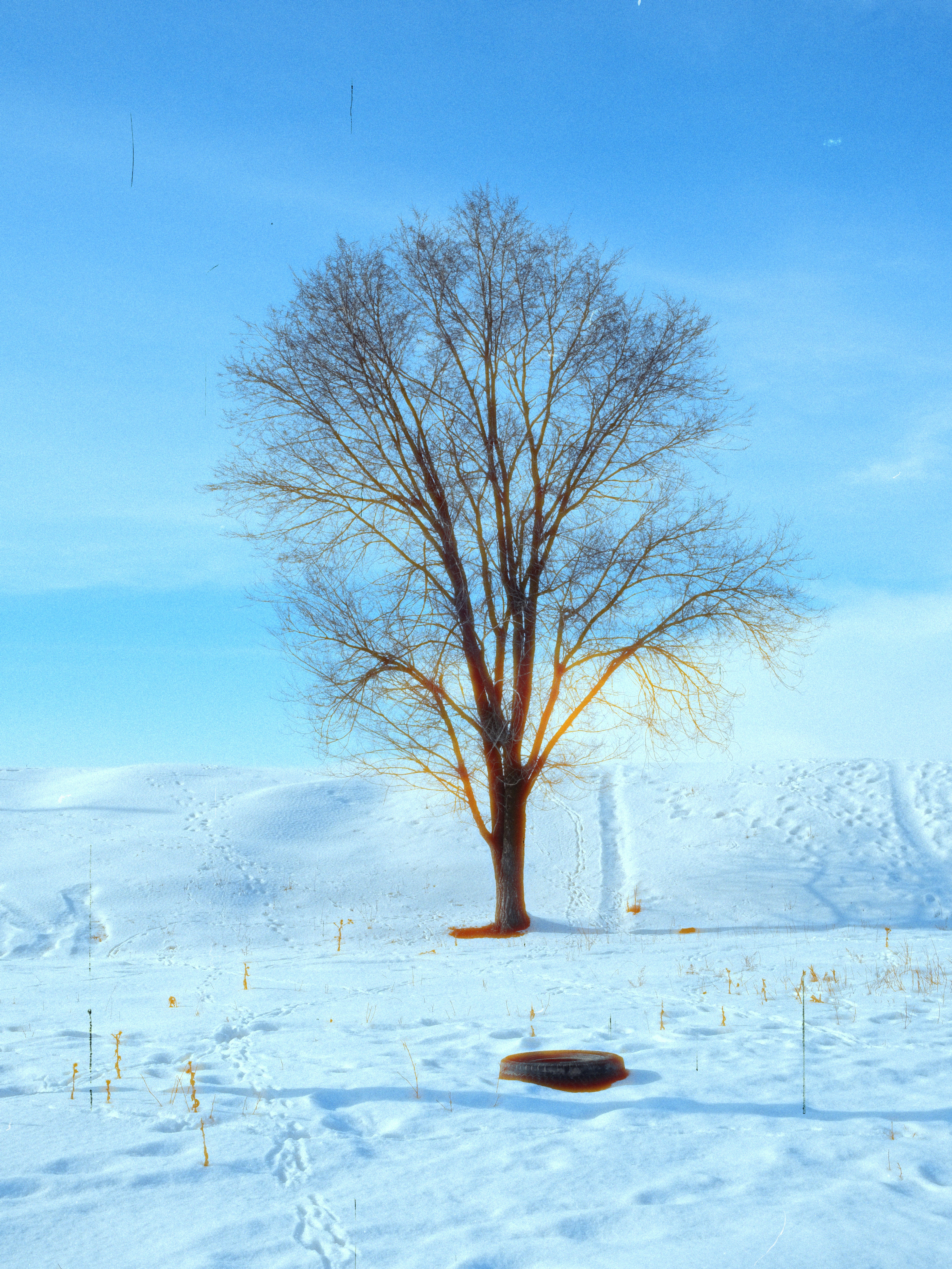 Winter Sentinel: The Lone Tree in Quiet Snow