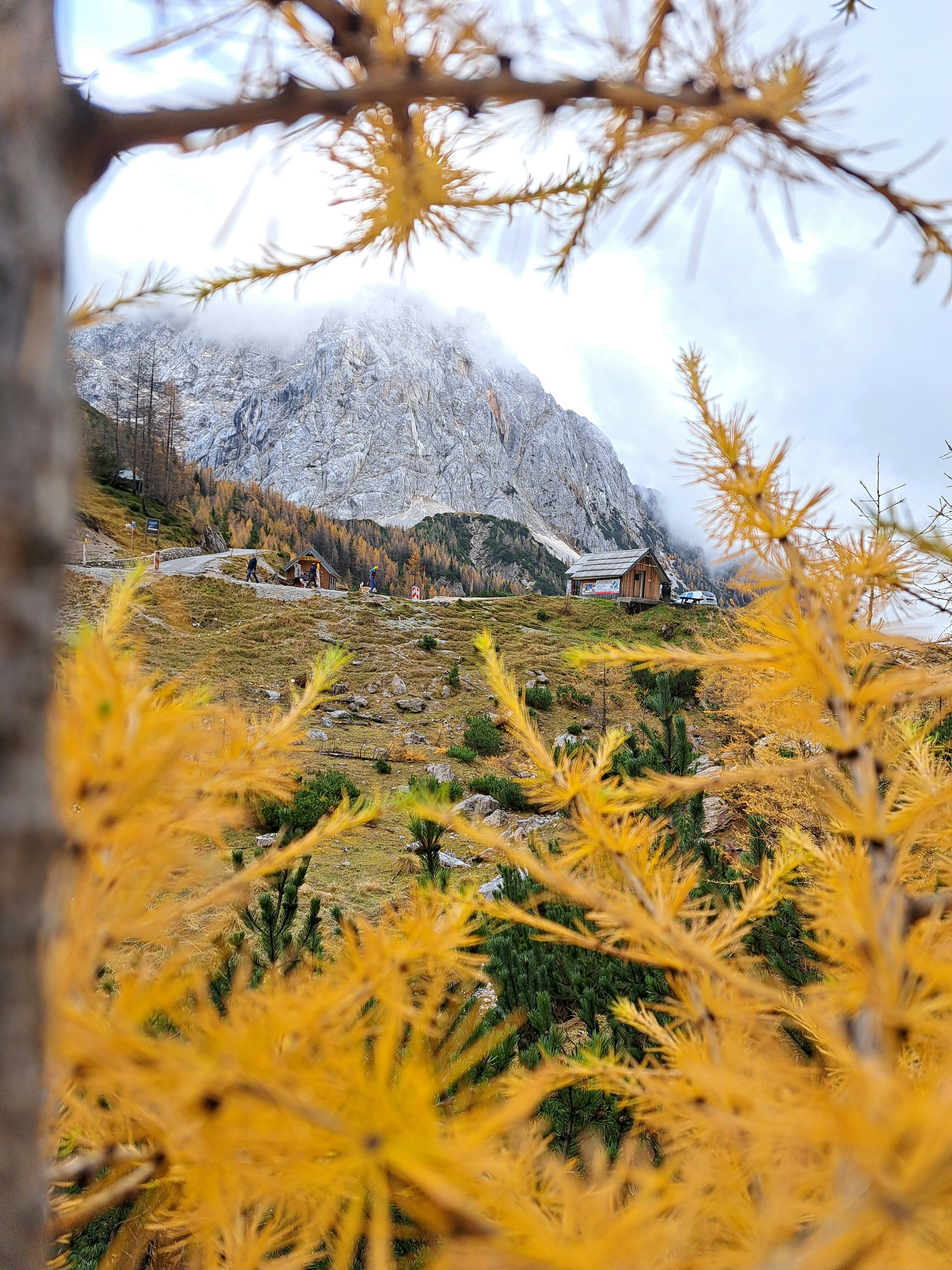 Golden foreground, Alpine cabins, and snowy peak framed through autumn needles