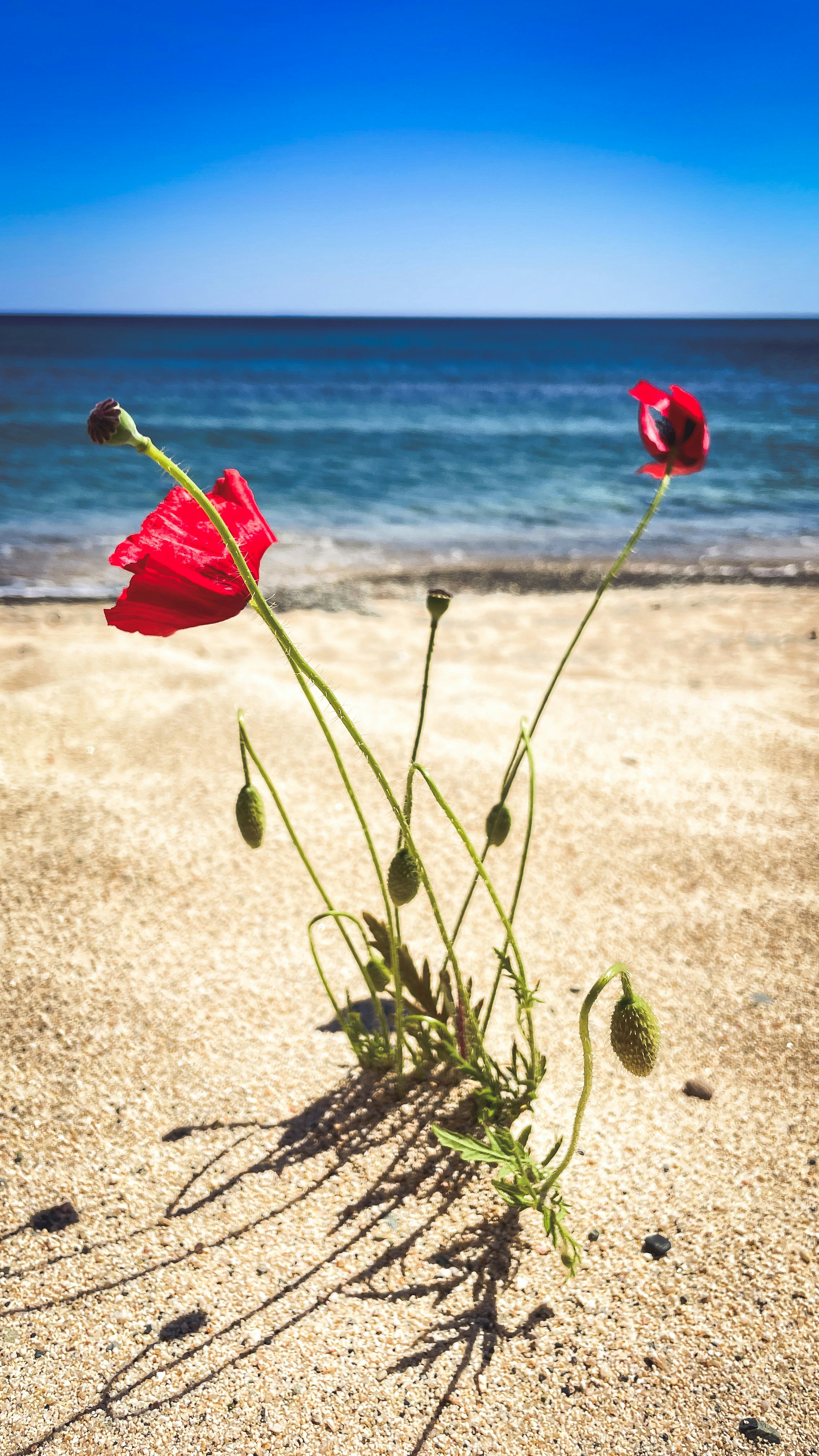 Red Poppies on a Sandy Shore Reach for the Sea