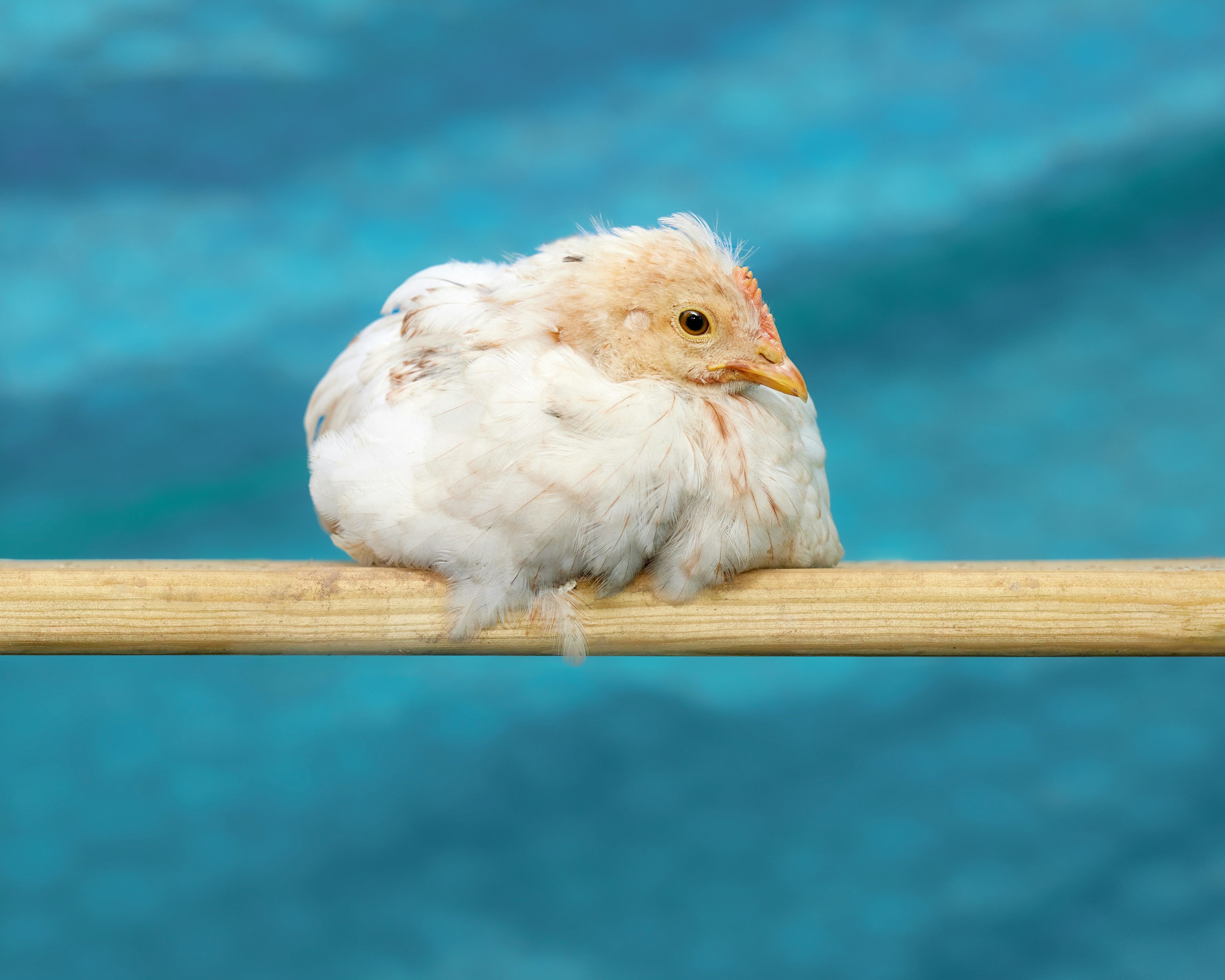 A fluffy white chick rests peacefully on a wooden perch against a soft blue background. Its calm posture and delicate features highlight its youthful charm and serenity.
