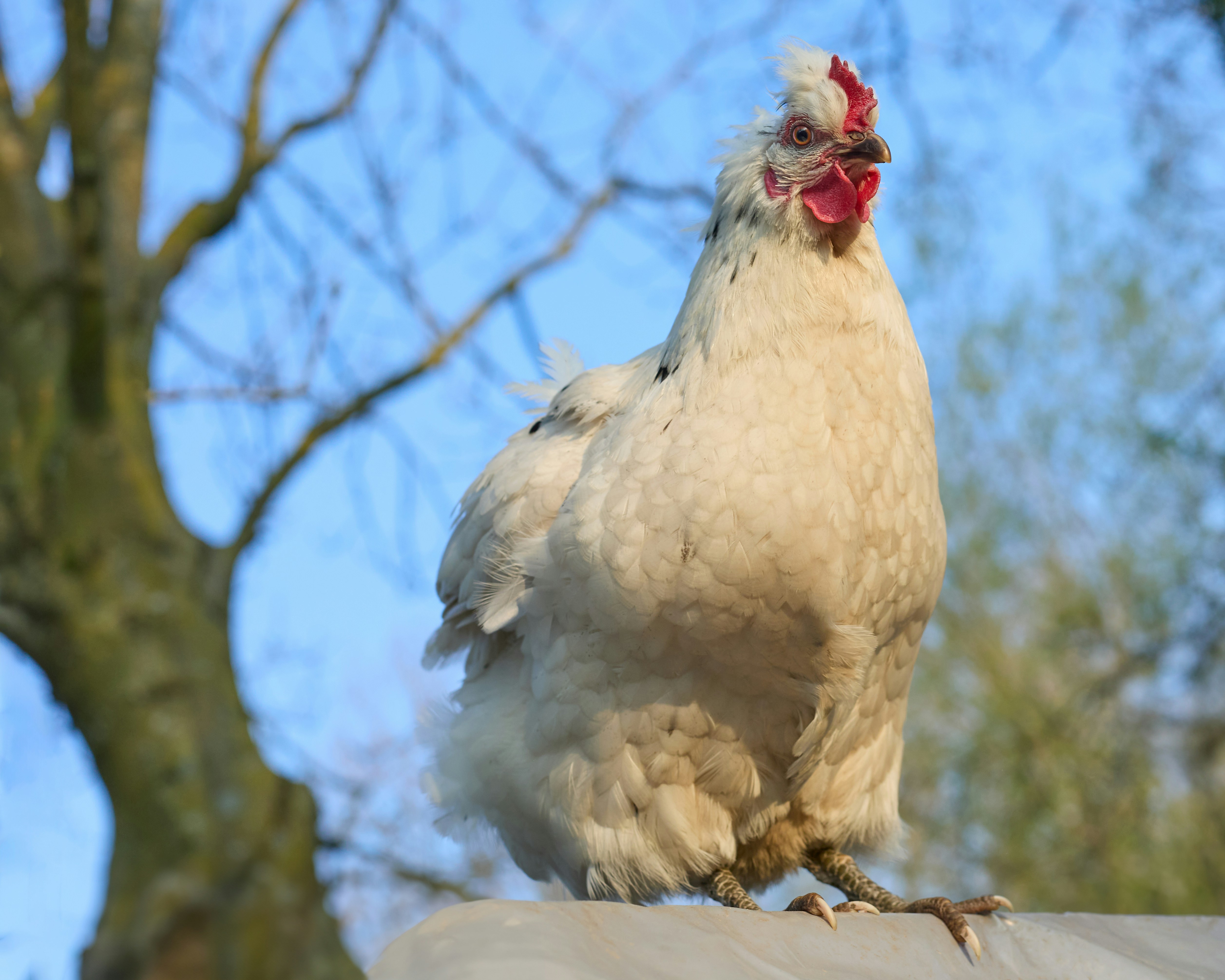 White Hen in Spring Light: A Roost on the Edge