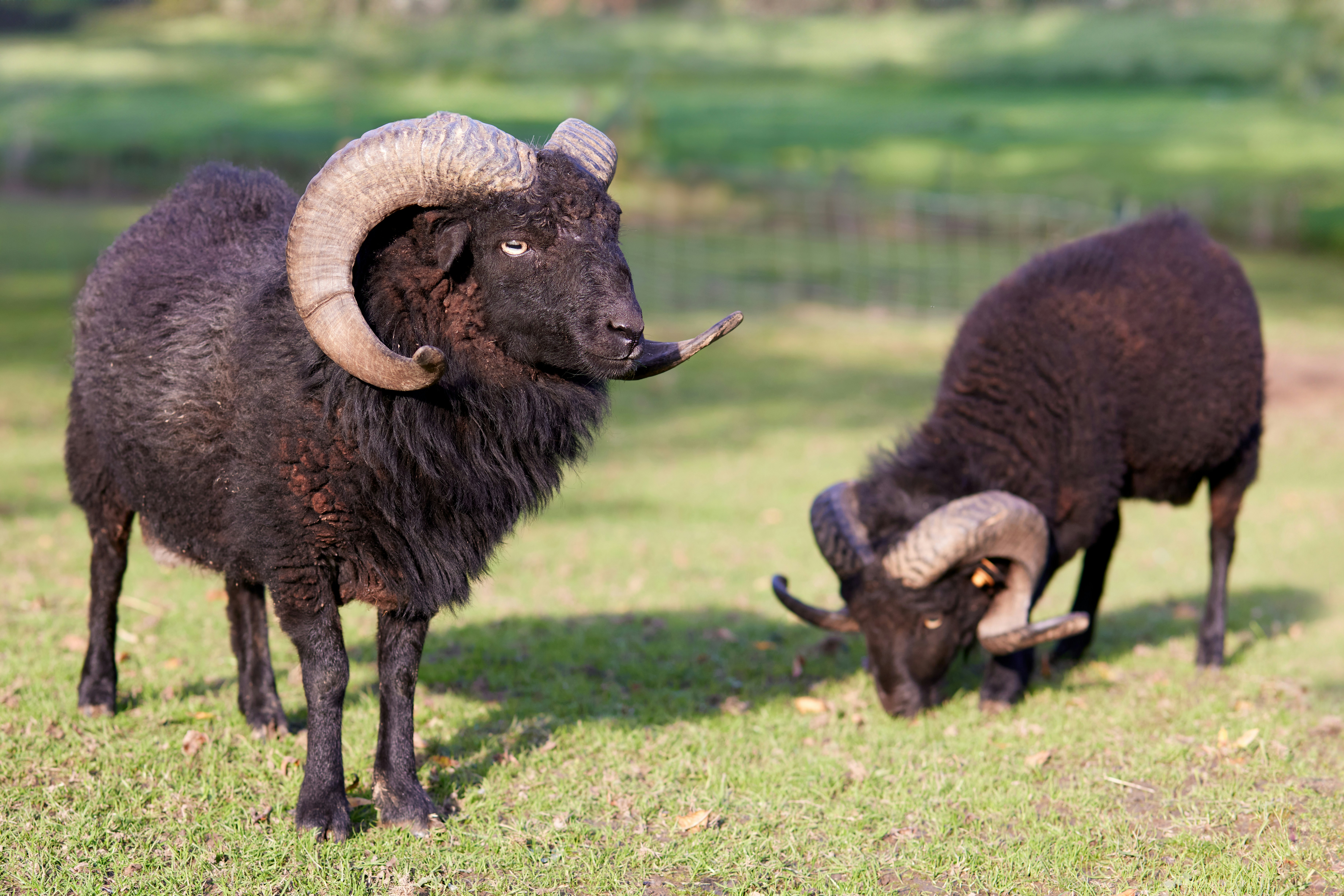 Grazing Giants: Muskoxen in a sunlit Alpine Field