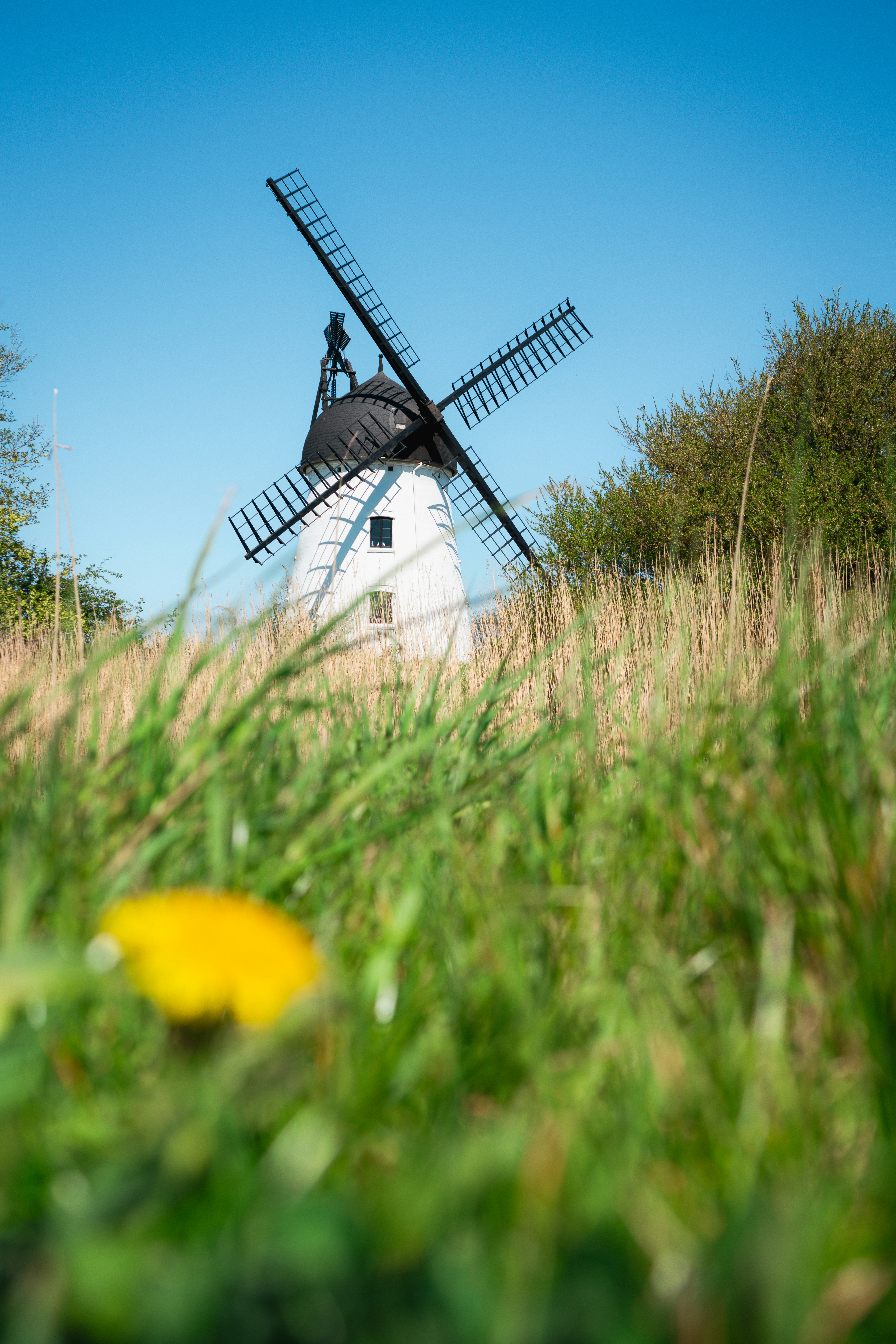 Windmill in a Field of Tall Grass under a Clear Blue Sky