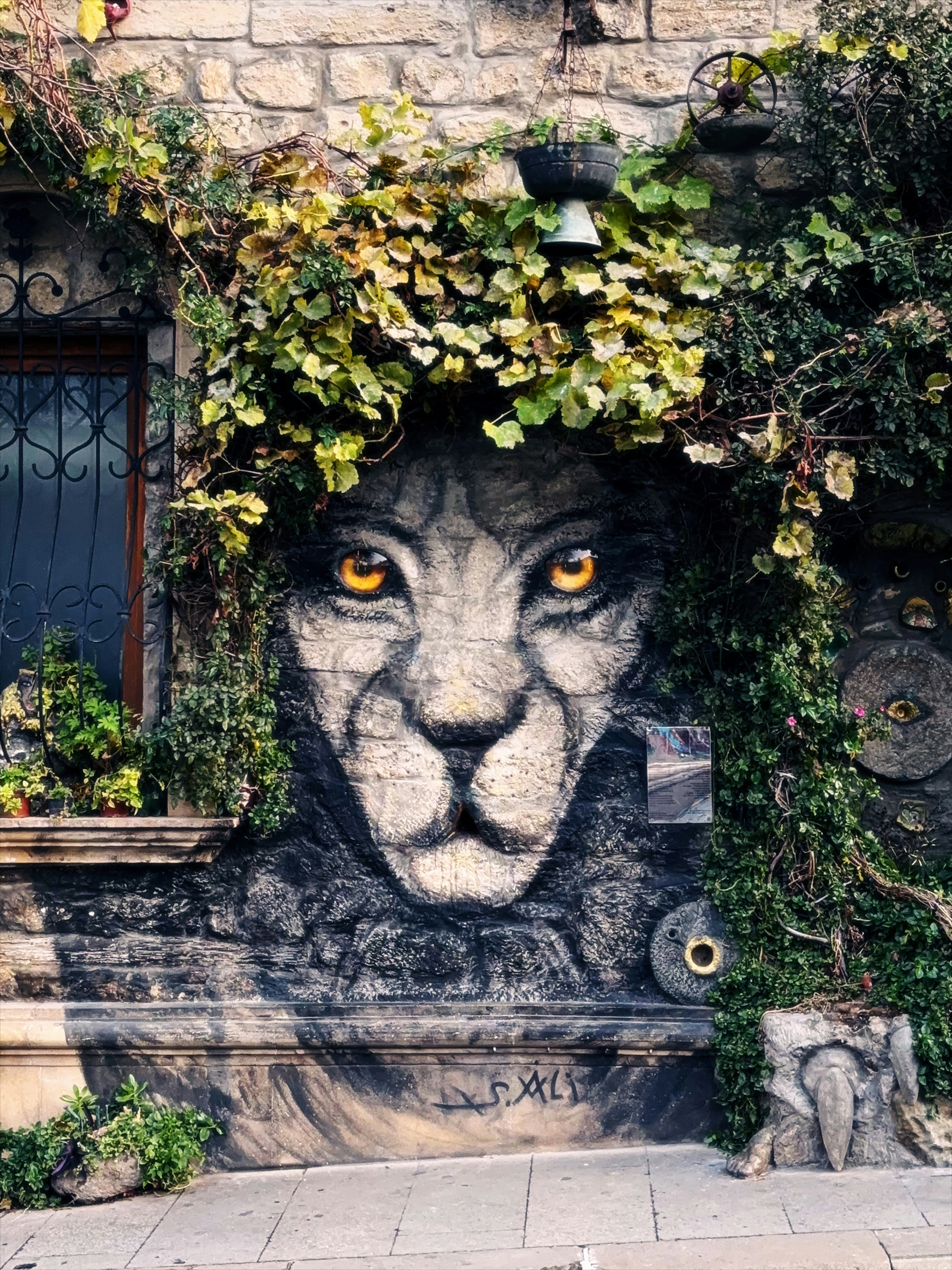 Urban Lion: Graffiti Portrait Framed by Ivy and Stone