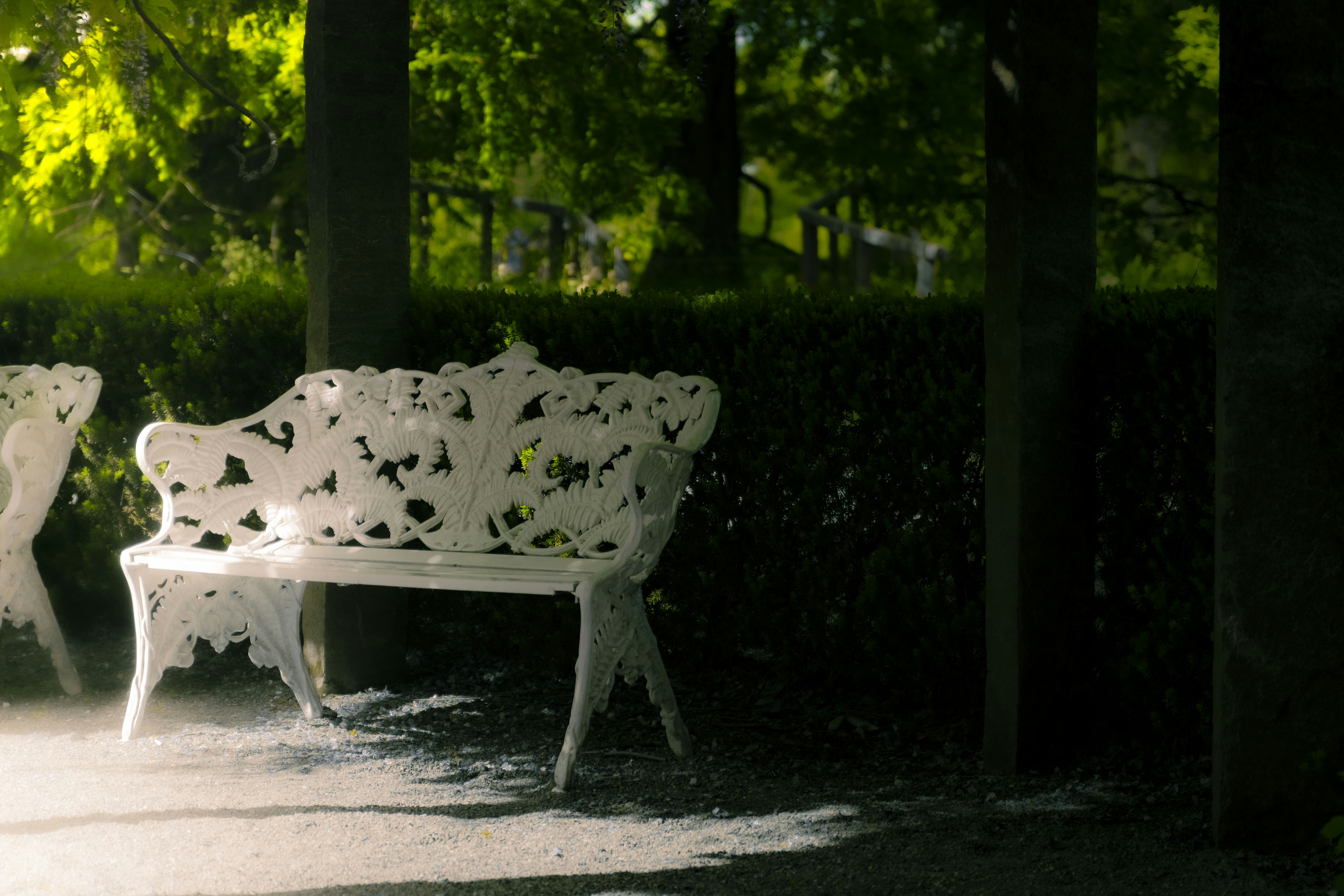 Sunlit White Bench in a Velvet Green Clearing