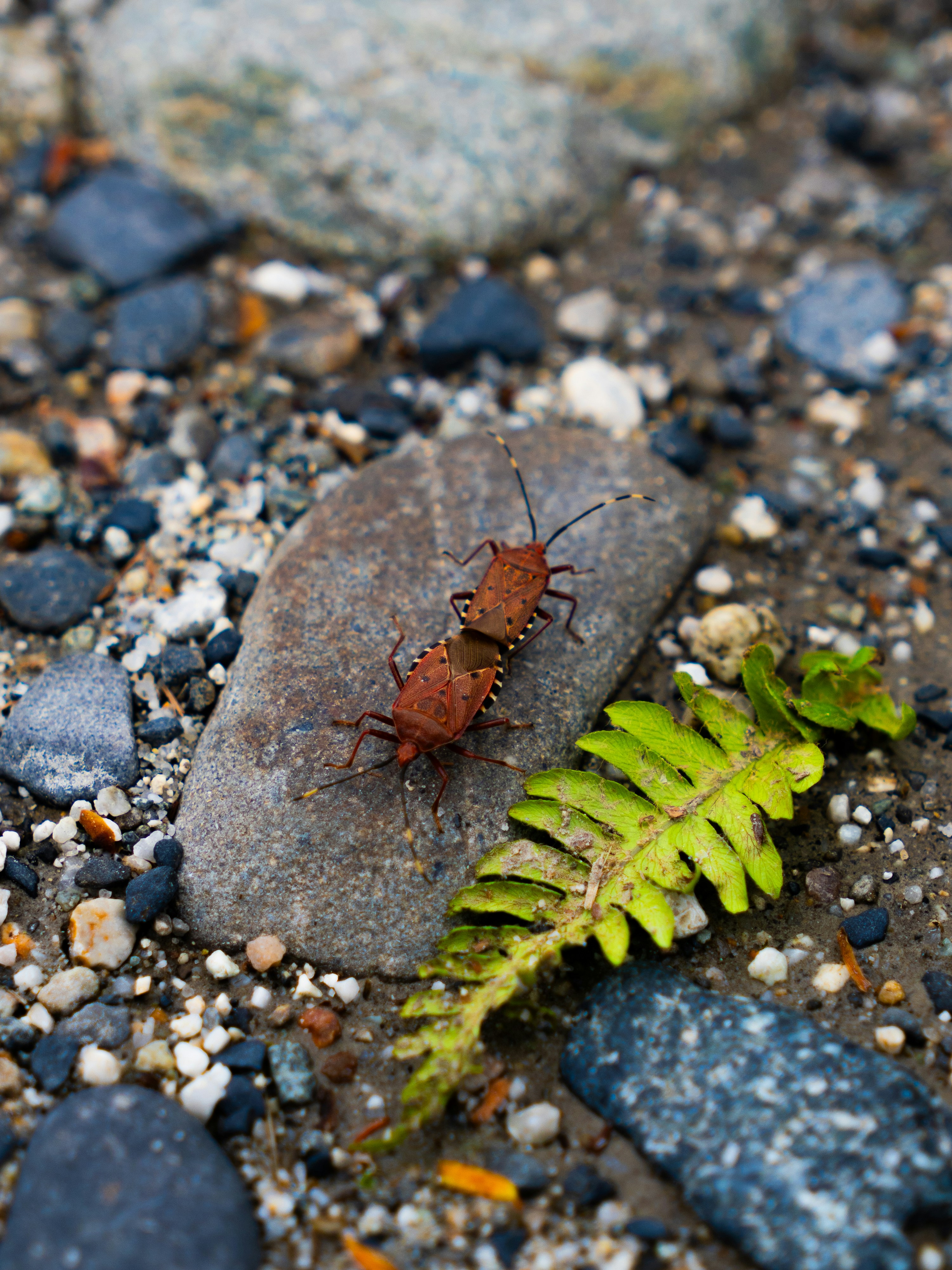 Red-Body Duo on a Pebble Stage