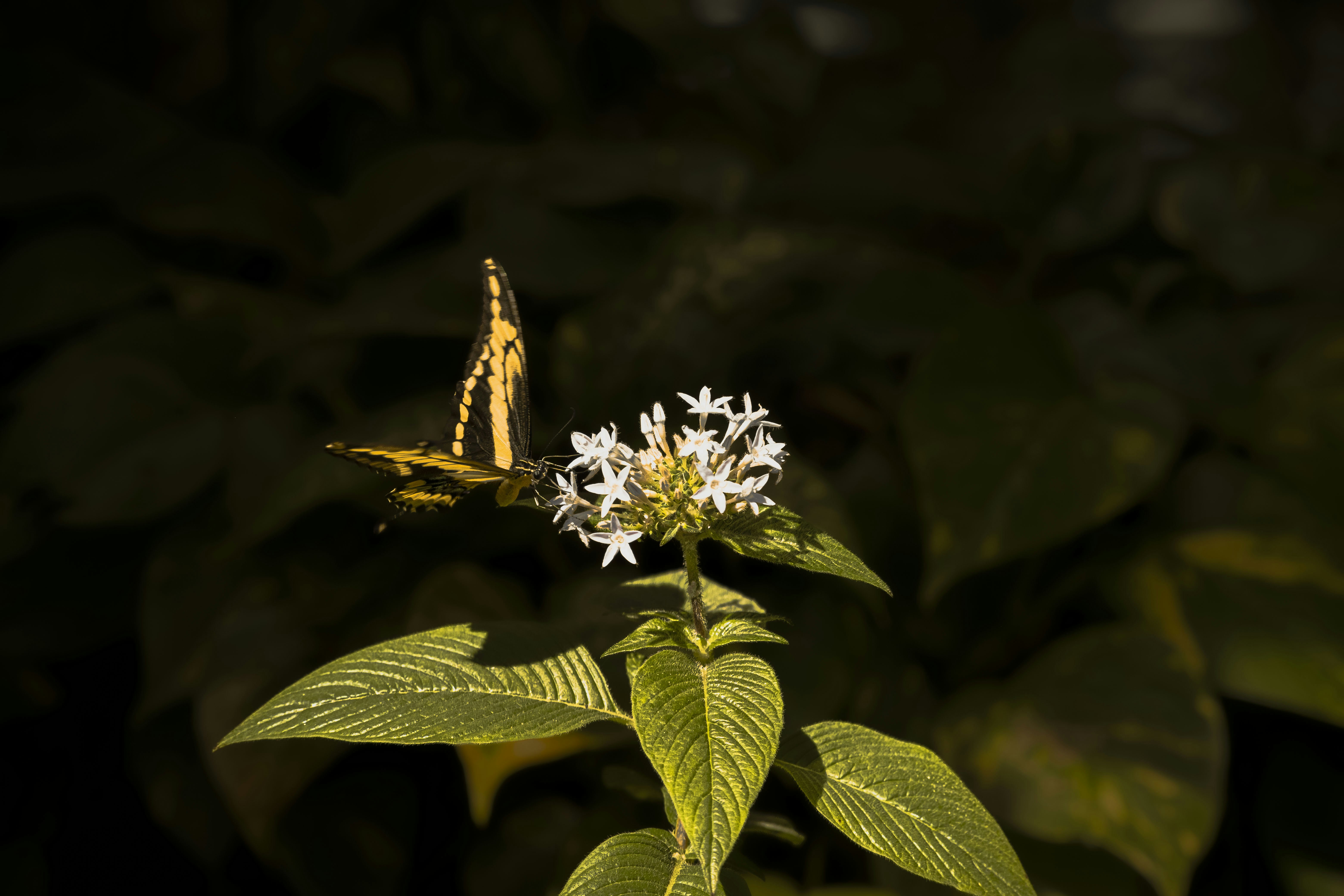 Golden Wings at Dusk: A Butterfly on a Bloom