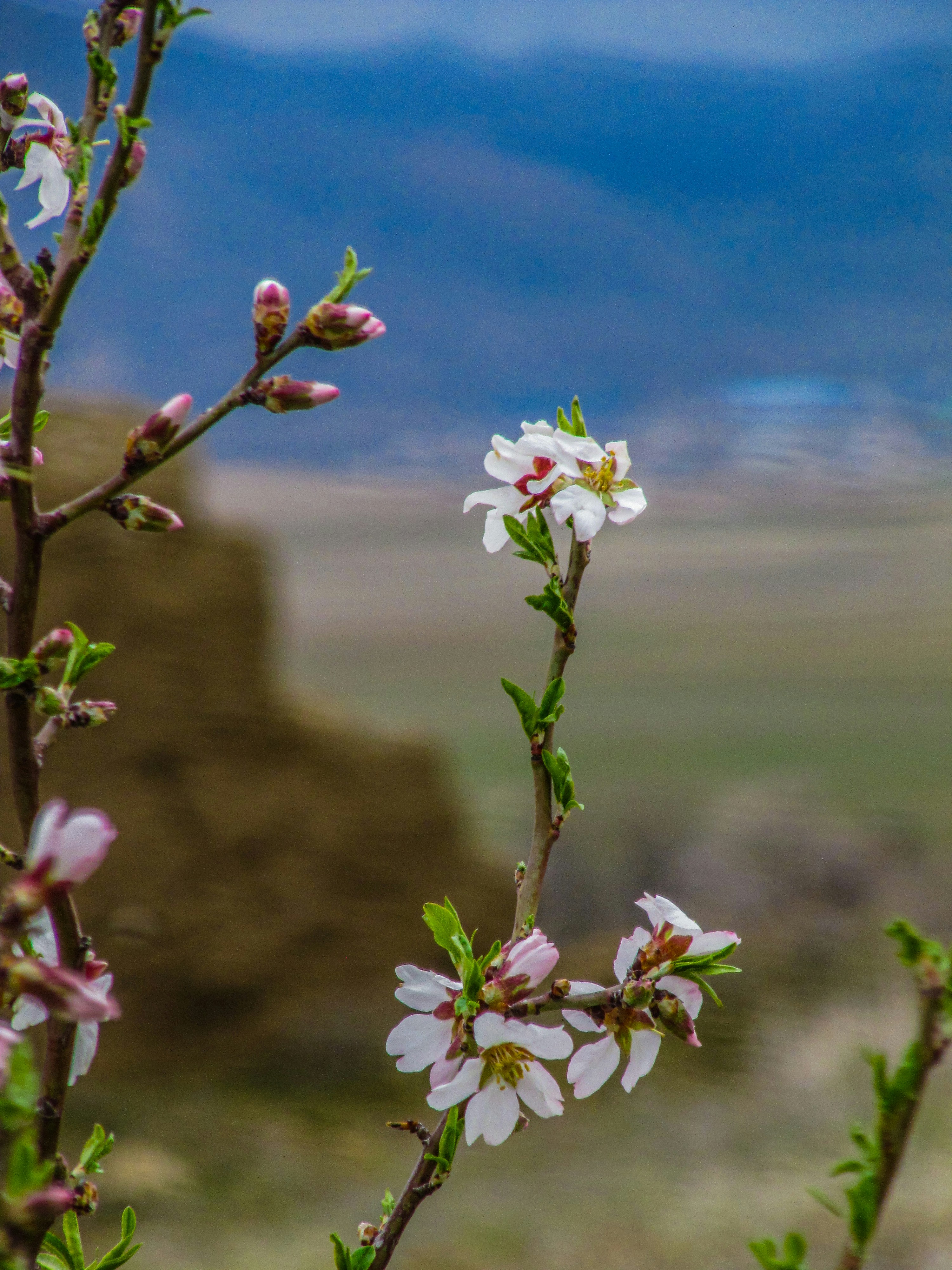 Blossoms in Focus: A Delicate Branch Reaches Toward the Open Sky