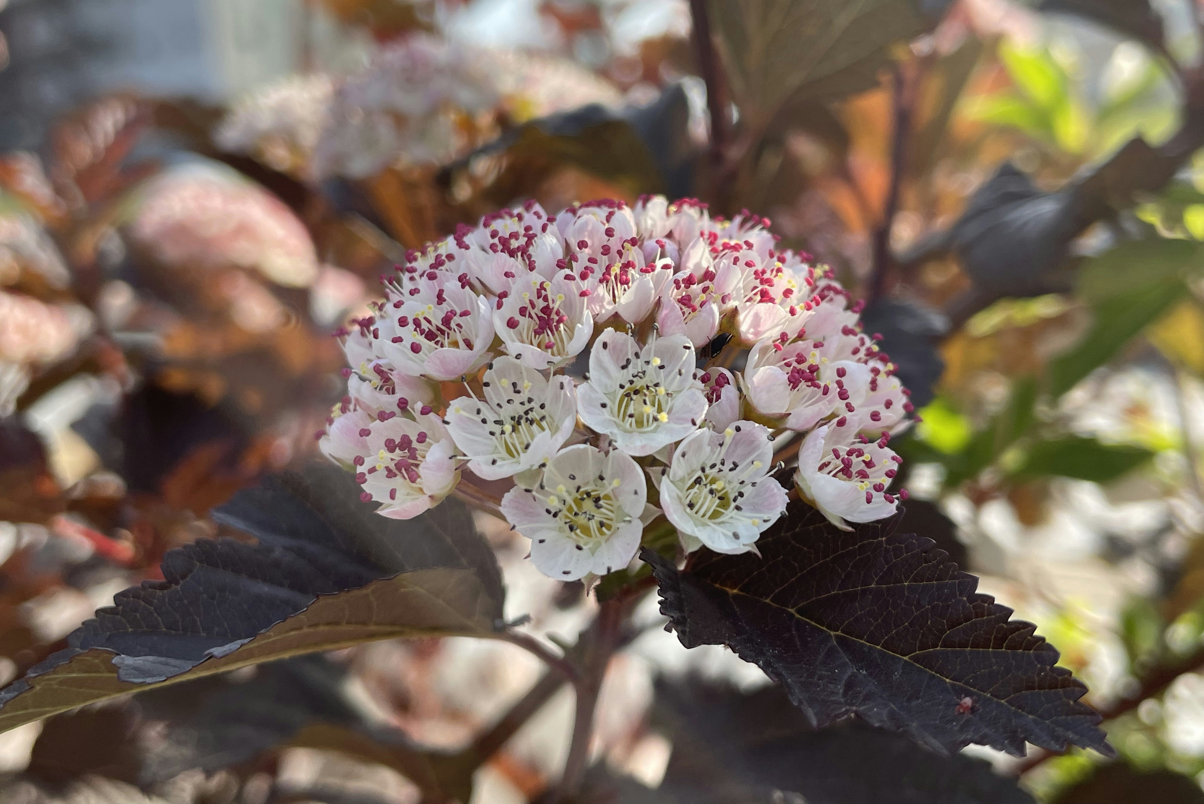 White-petaled blossom cluster with burgundy-edged leaves