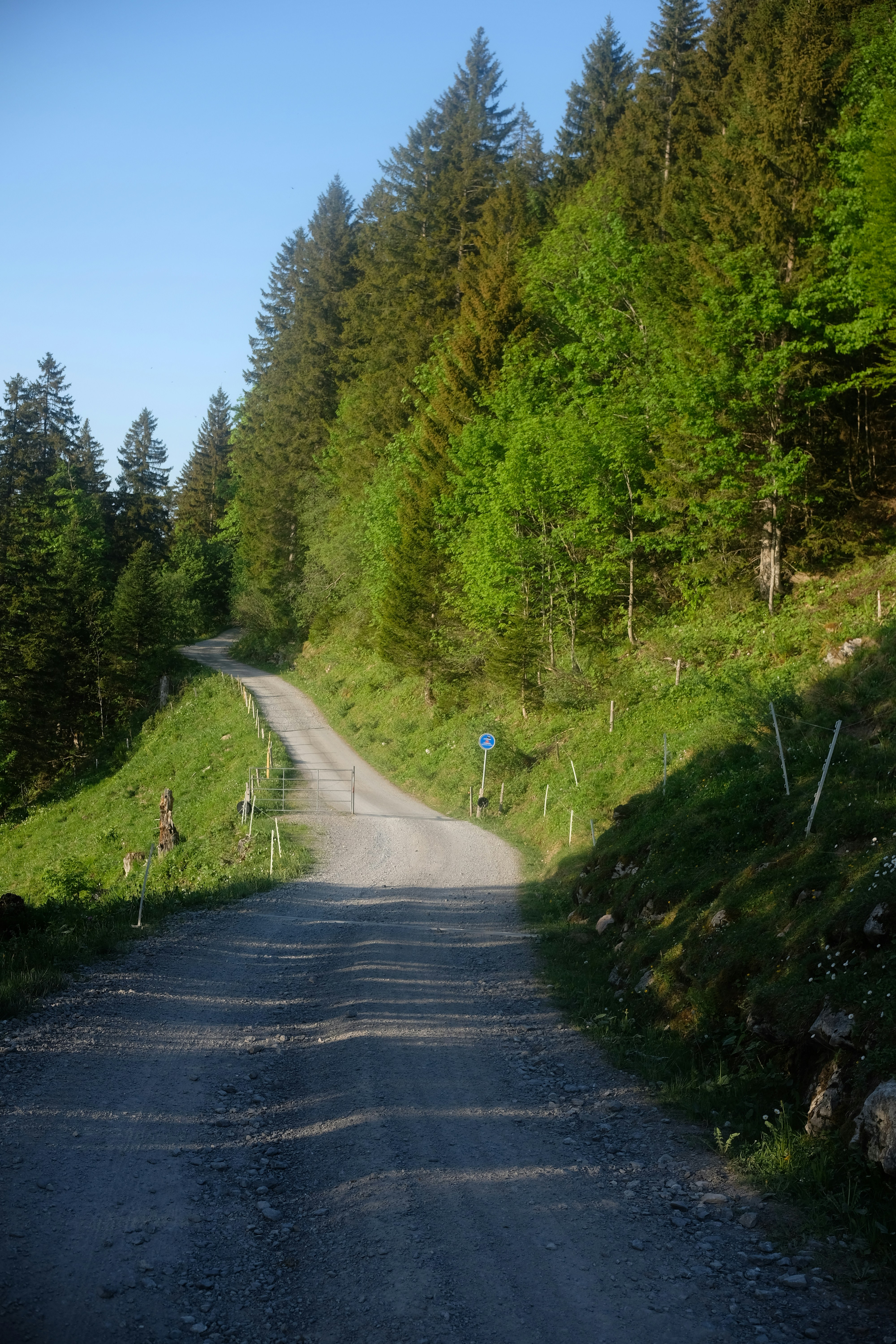 Dusty Gravel Lane Through a Pine-Filled Ridge