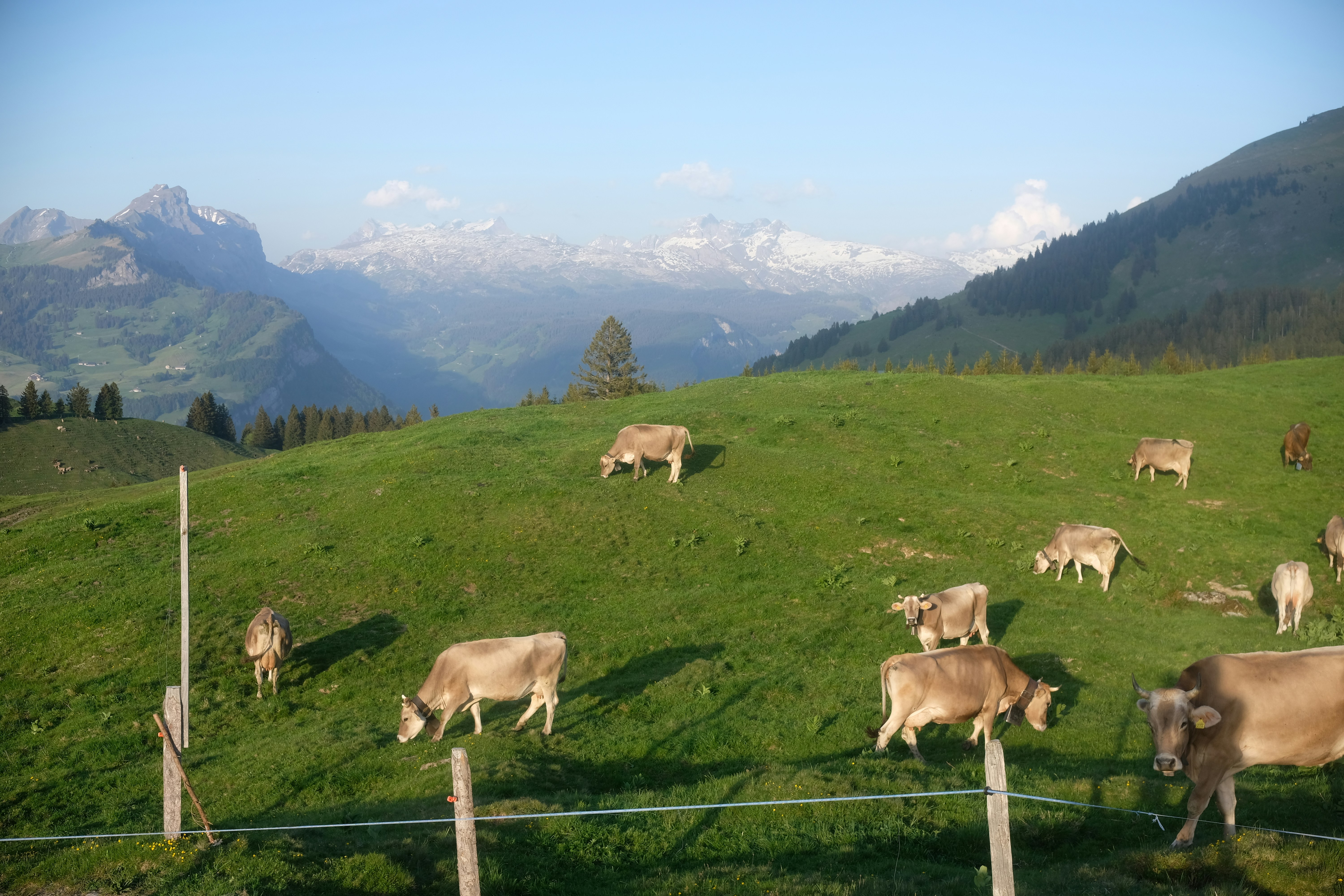 Pasture Chorus: Cows Graze Under Alpine Peaks