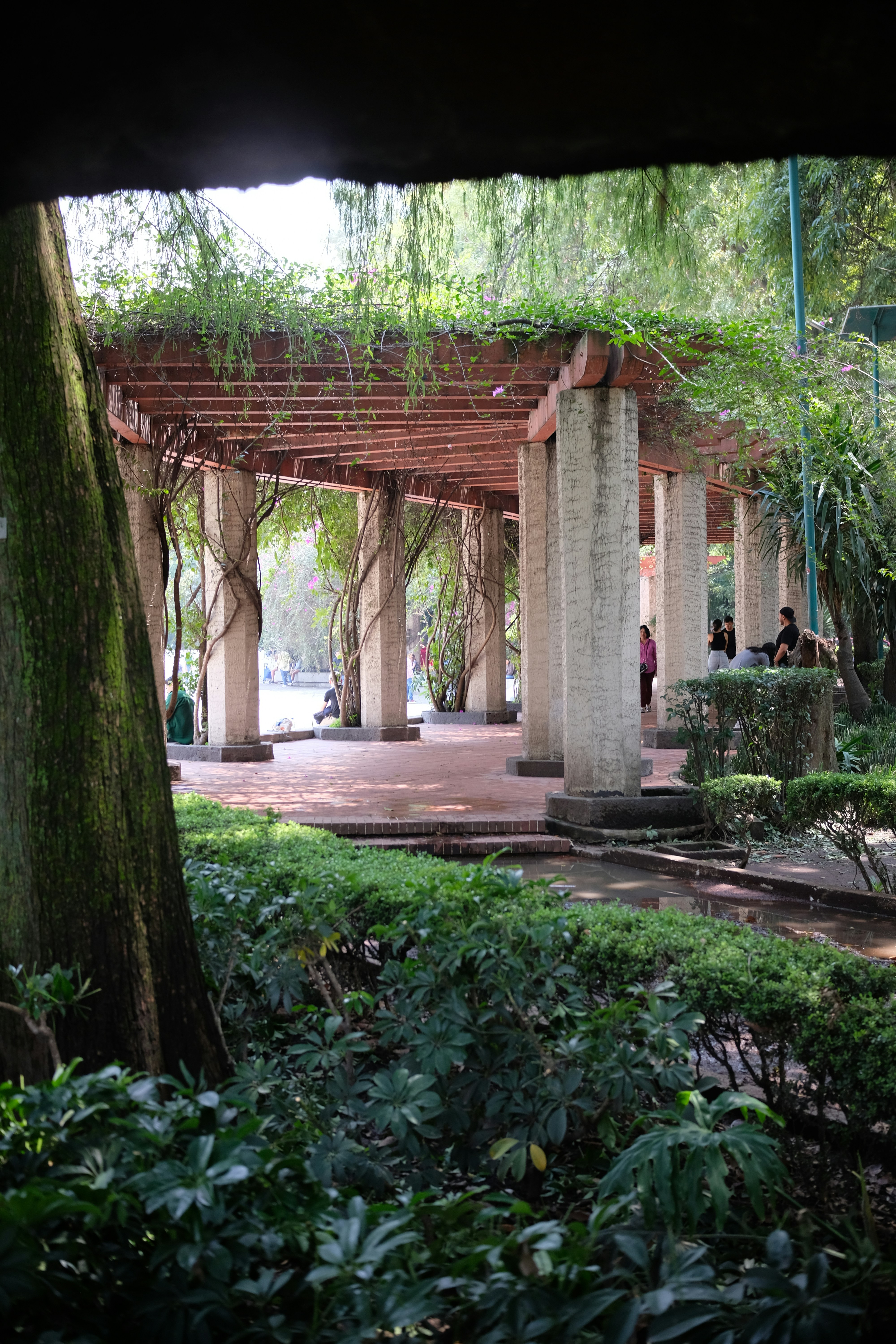 Shaded Colonnade Beneath a Green Canopy