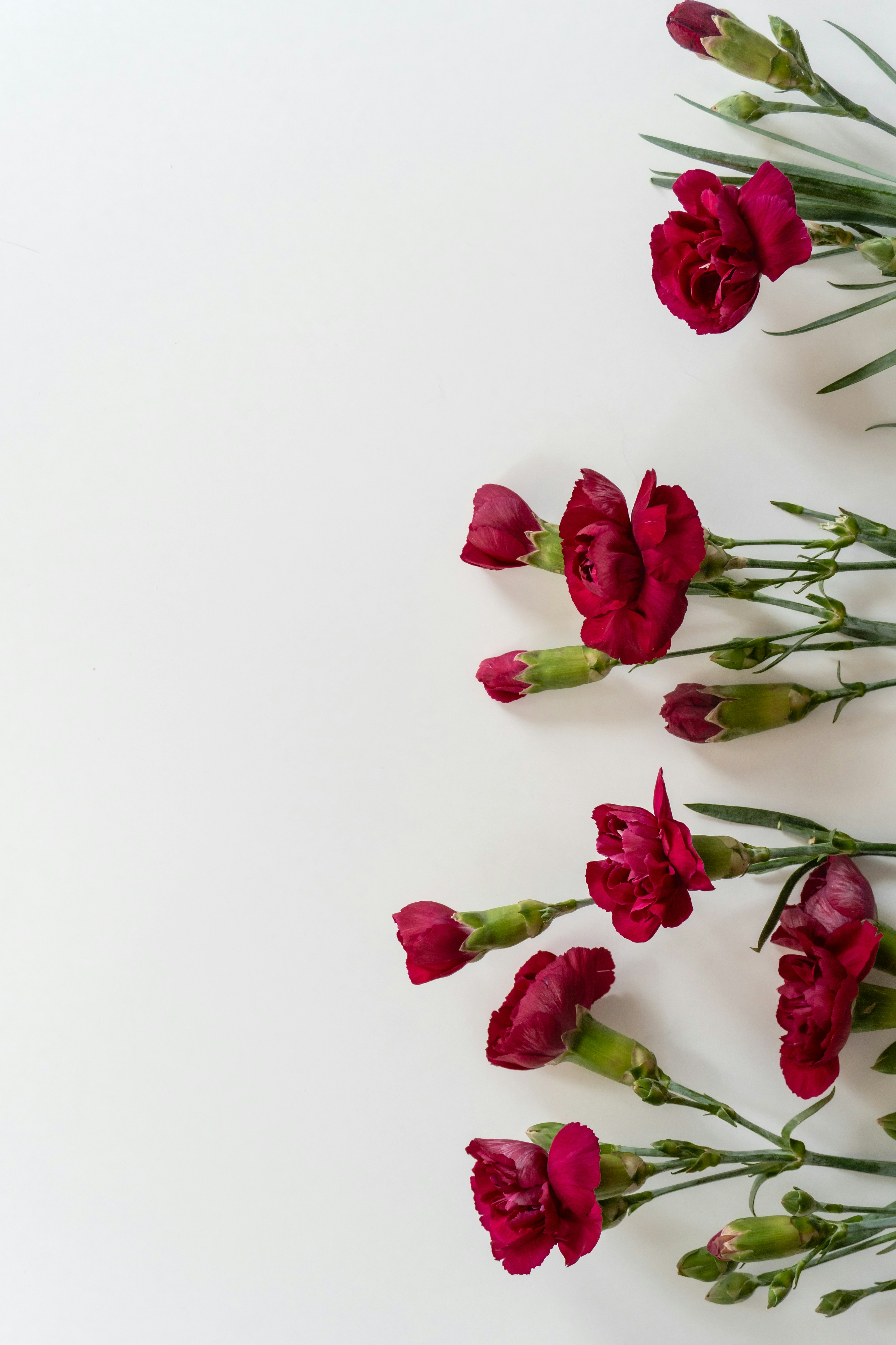 Crimson Carnations Cascading Along a Minimal White Strip