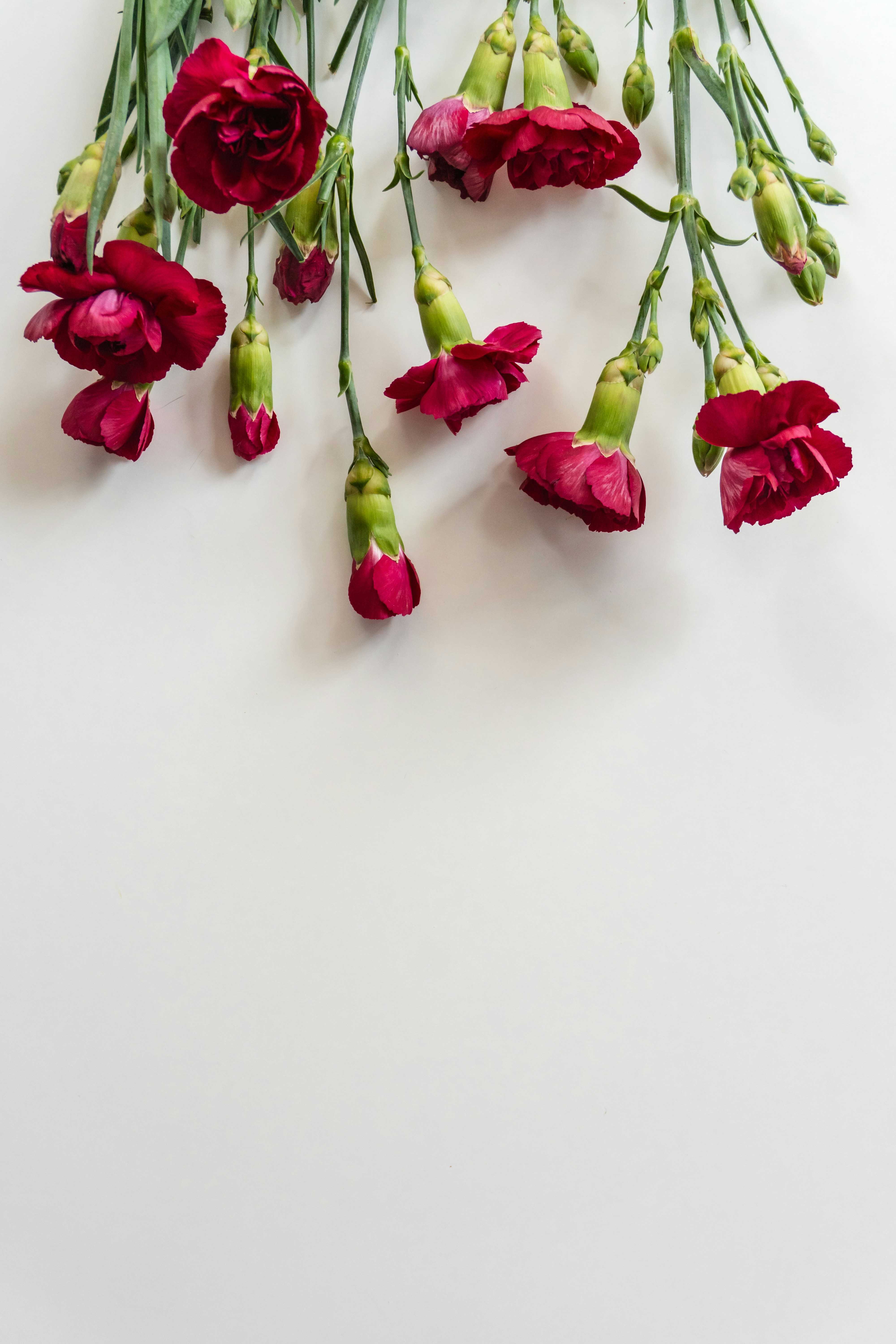 Fresh red carnation flowers and buds hanging on white.