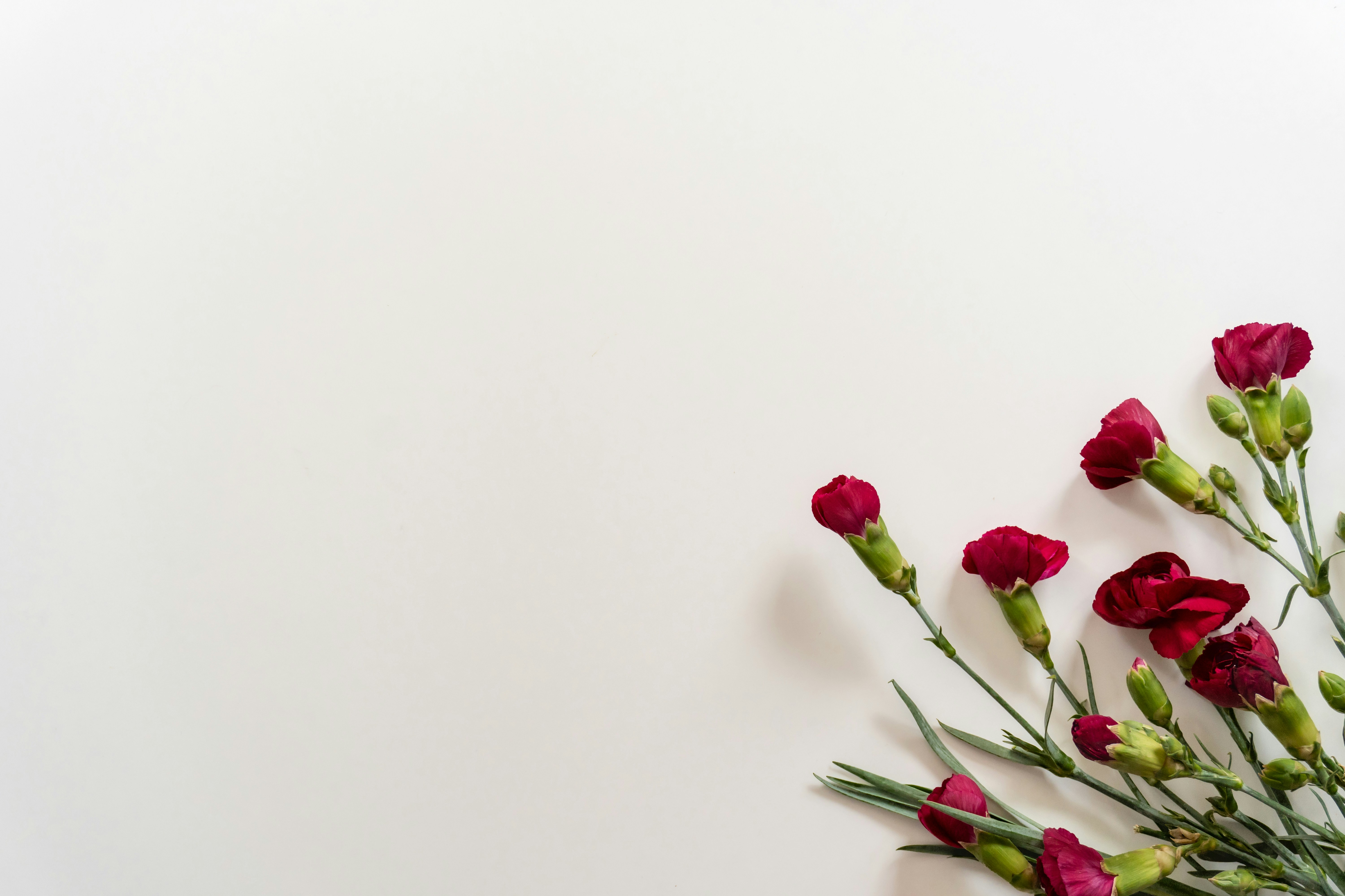 Scarlet Bouquet at the Edge of Light