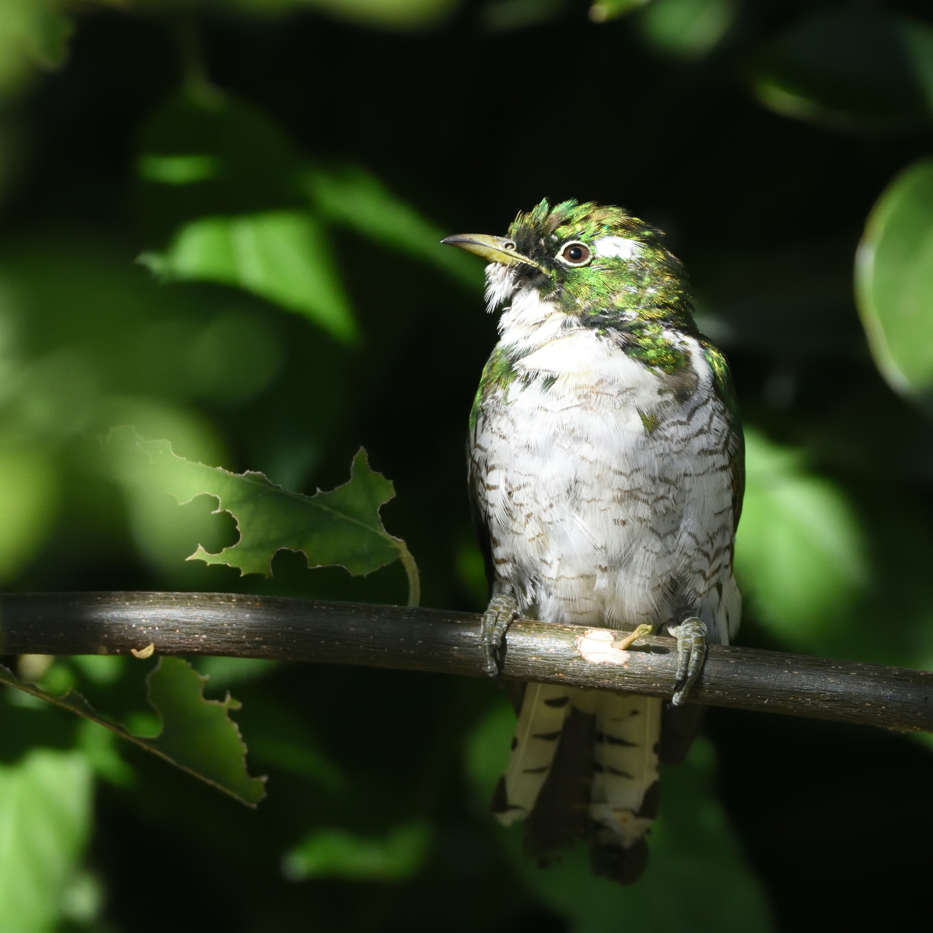 Emerald-Glinted Hummingbird Perched on a Branch