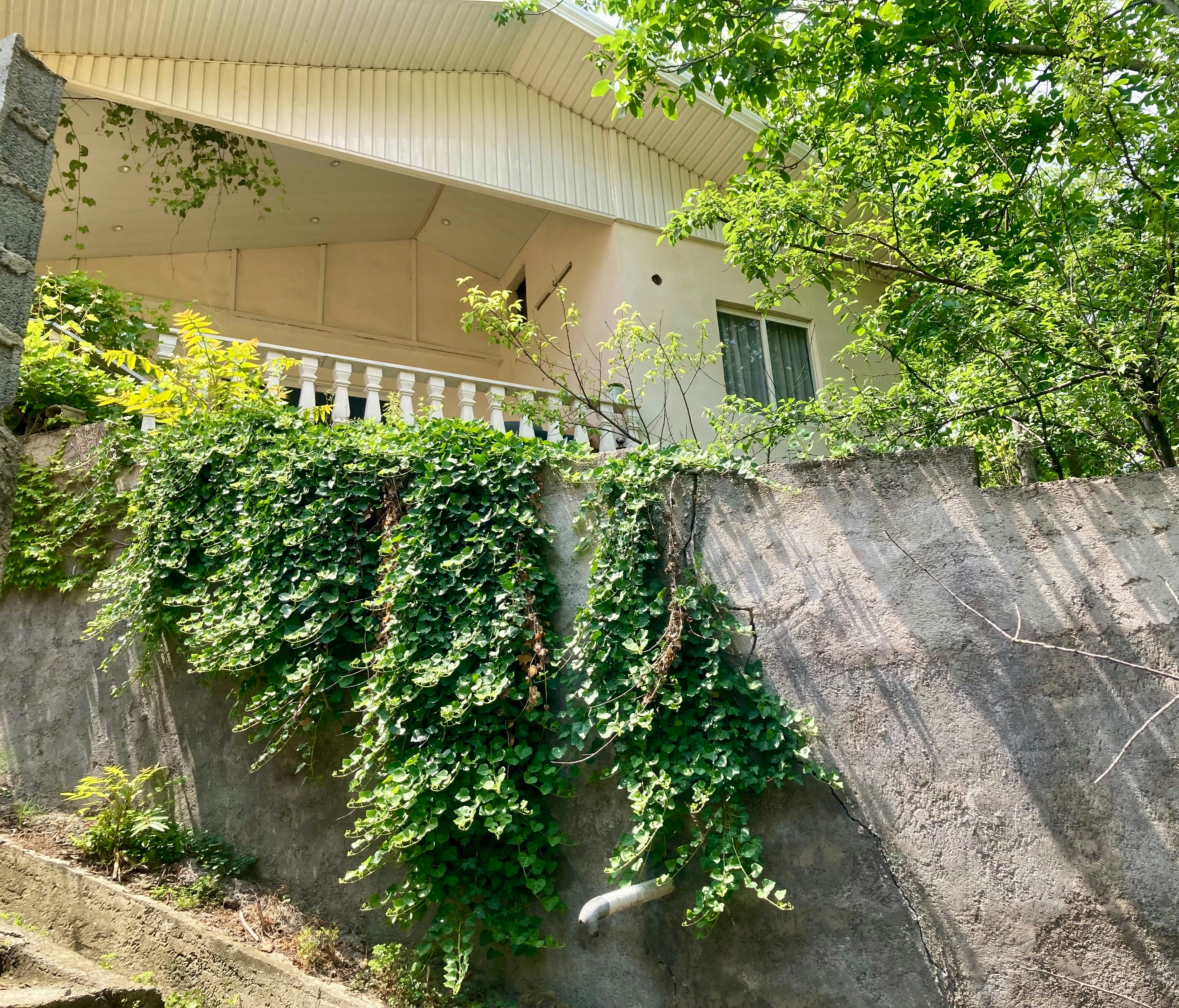 Overgrown terrace: ivy climbing a sunlit retaining wall beneath a pale porch