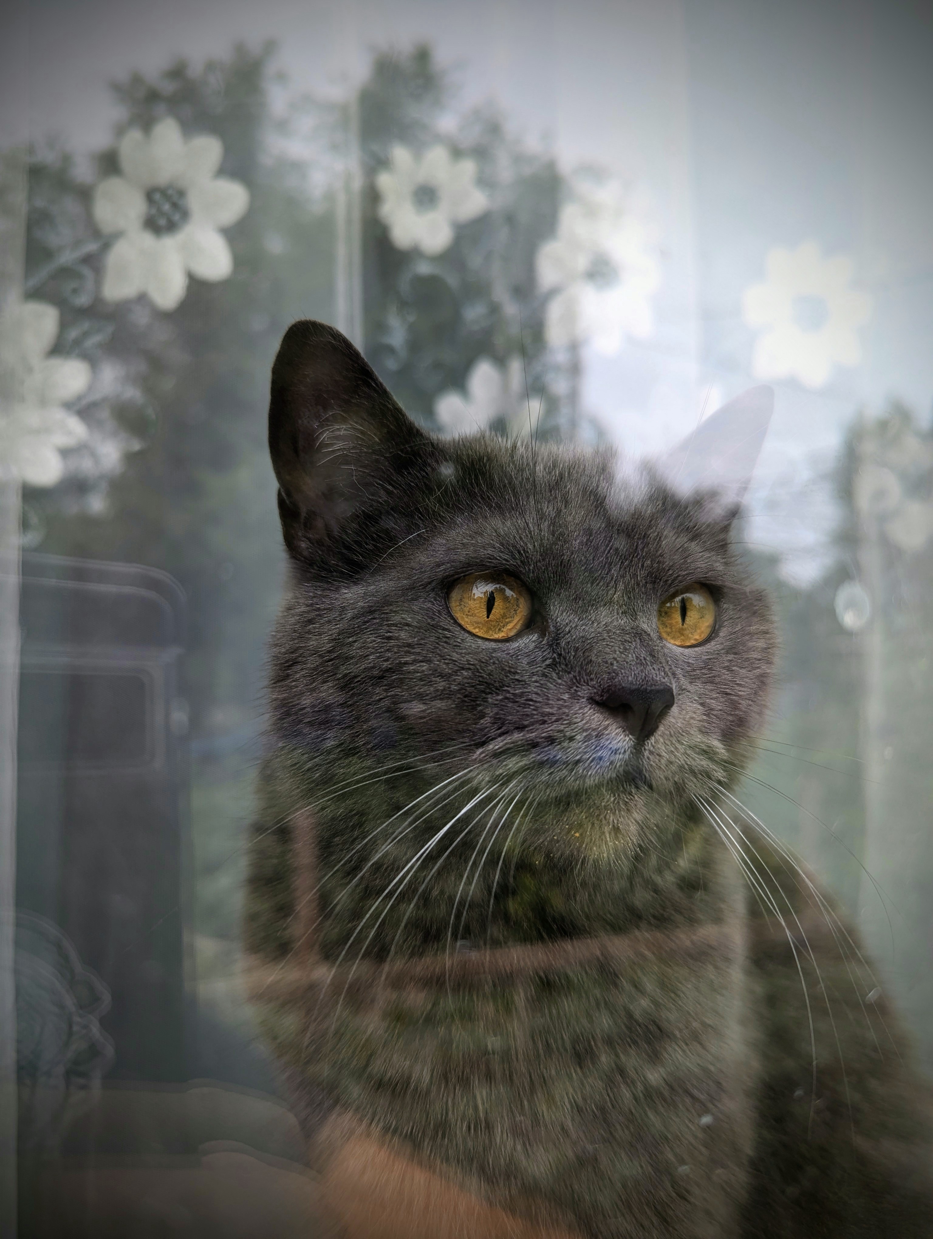 Amber-Gazed Cat Behind Glass