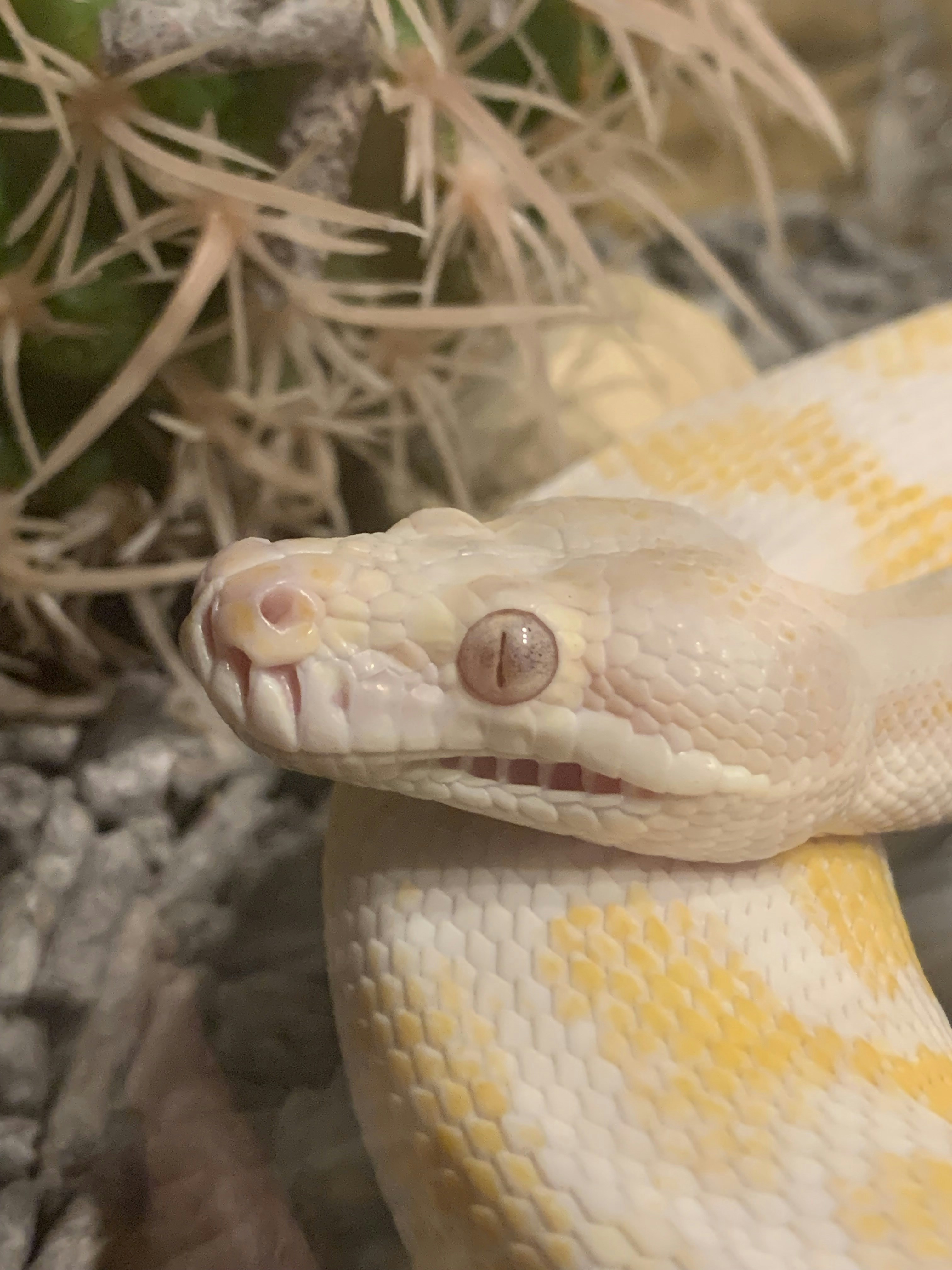 Close-up of a pale corn snake's head resting near textured surroundings, highlighting pale scales and a patterned body. The image emphasizes color and texture of the reptile and its environment.