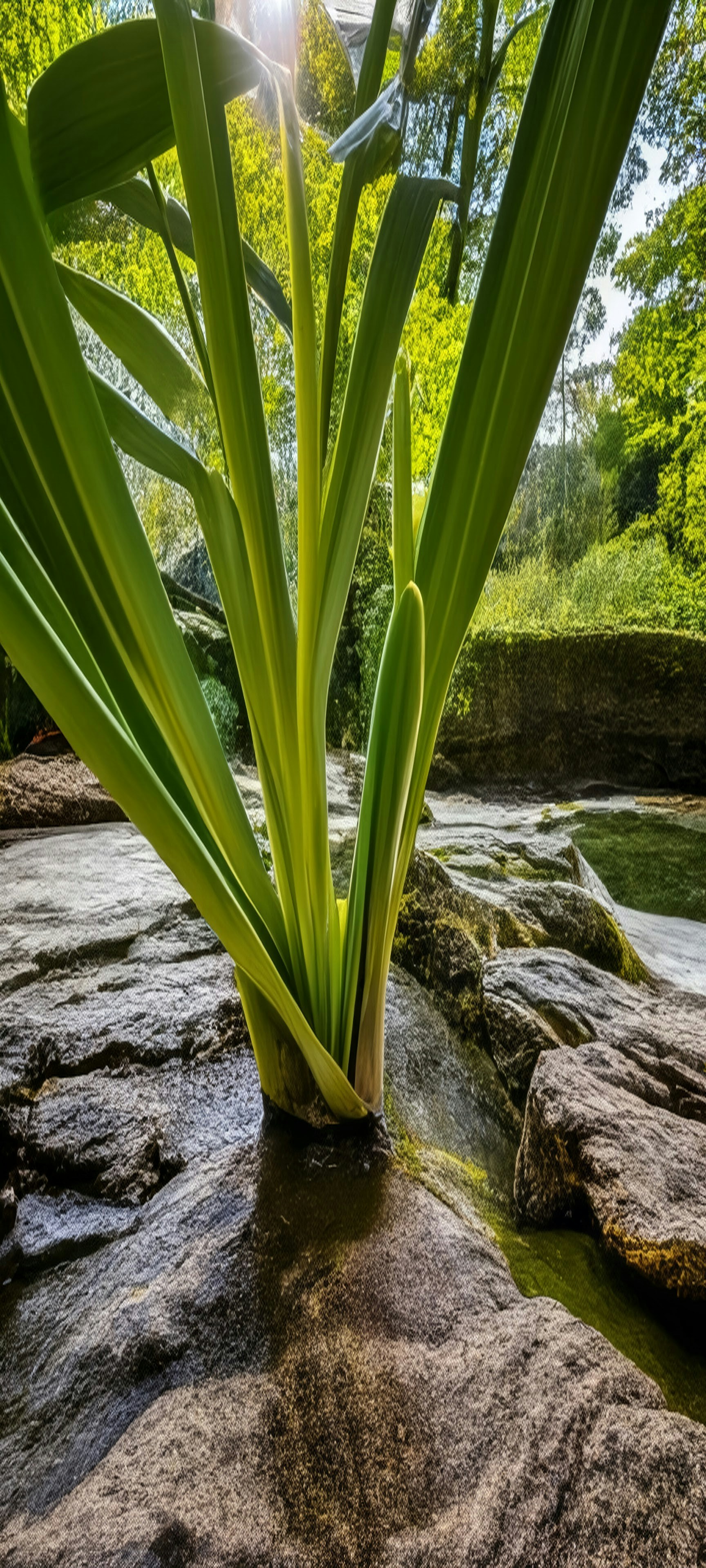 Close-up of vibrant green plant stalks emerging from a rocky, mossy stream bed with sunlight filtering through the leaves.