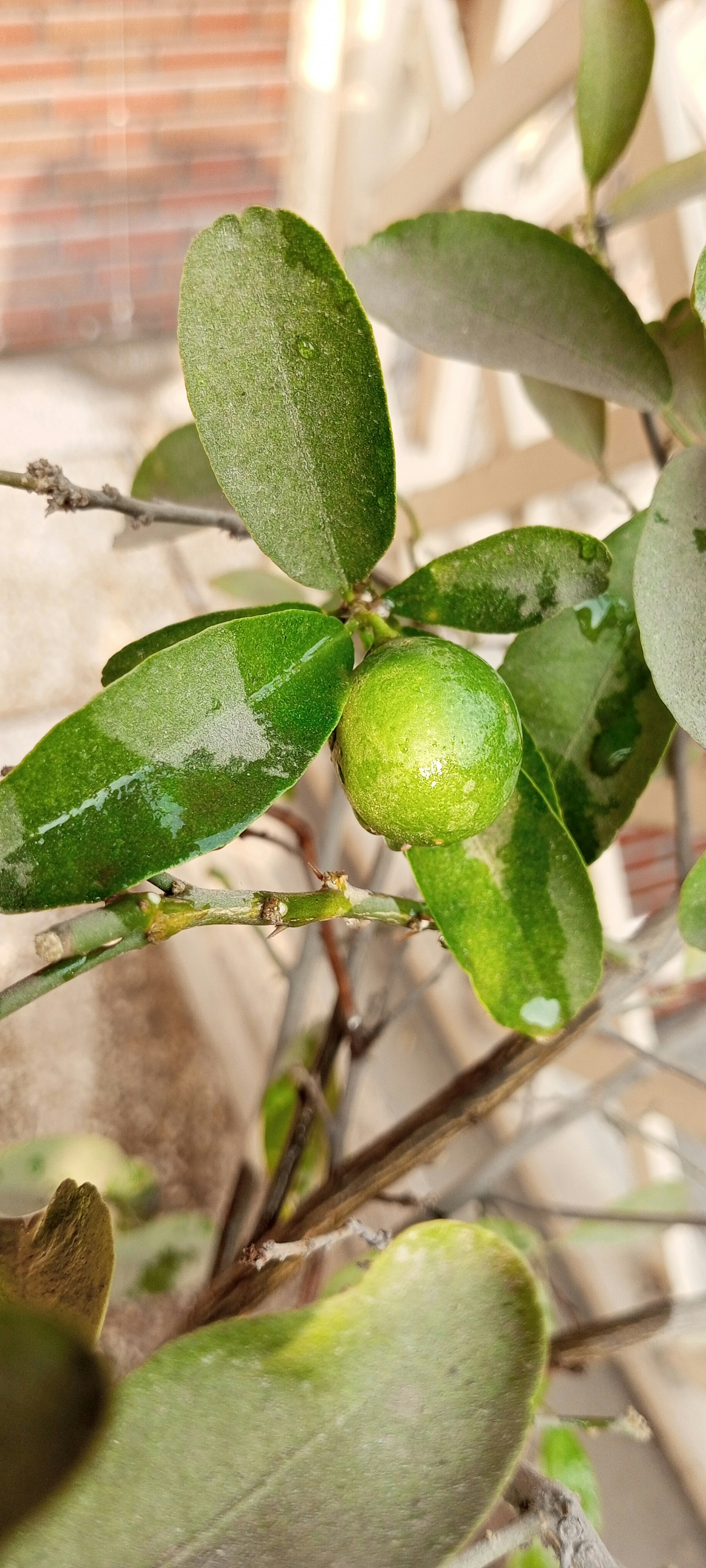 Close-up of a small green fruit on a leafy branch with dusty, weathered leaves and a blurred background. This is a natural plant detail, likely a potted or balcony shrub.