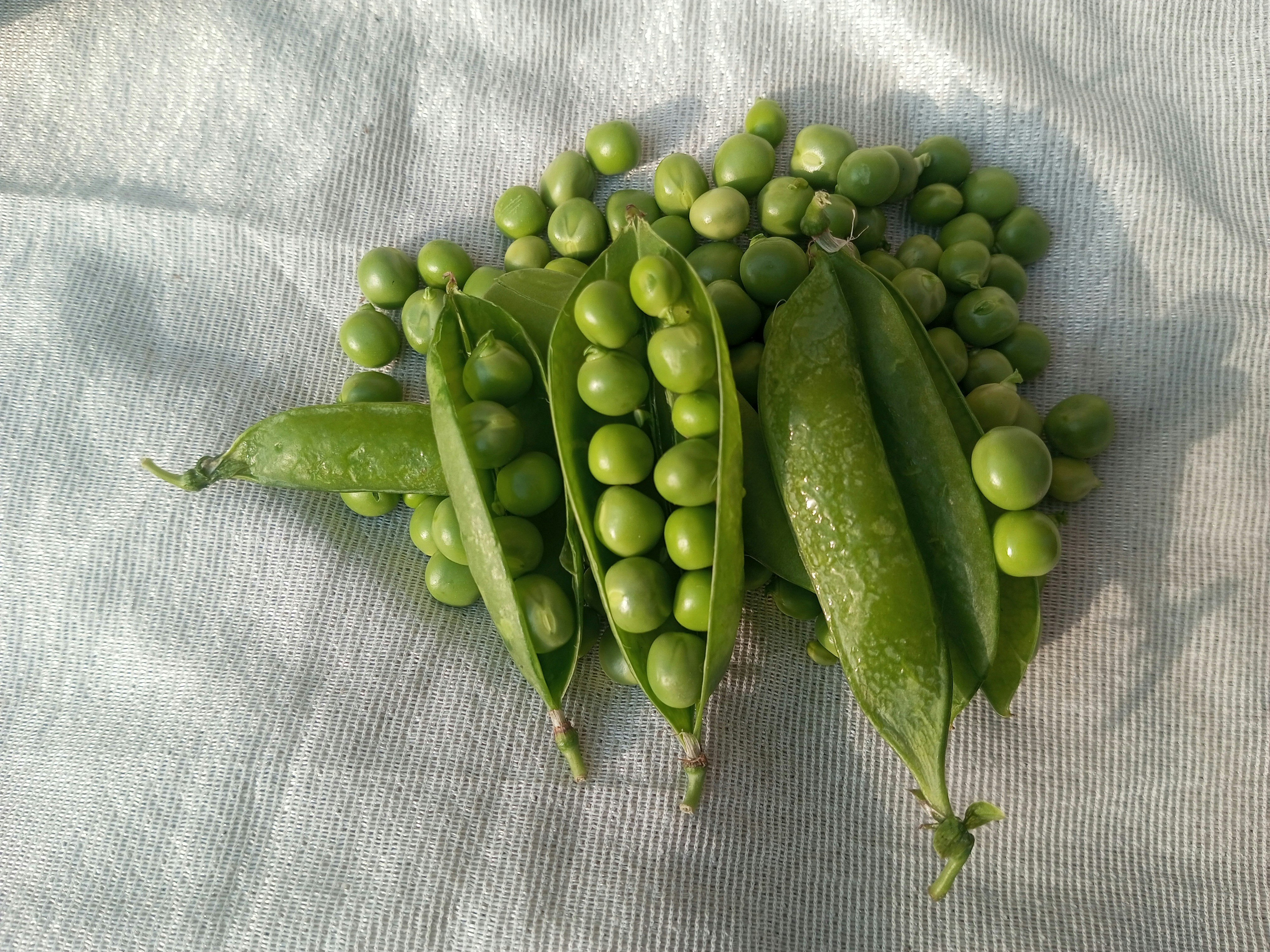 Emerald Pea Cluster: Fresh Pods Revealing Lush Snap Peas