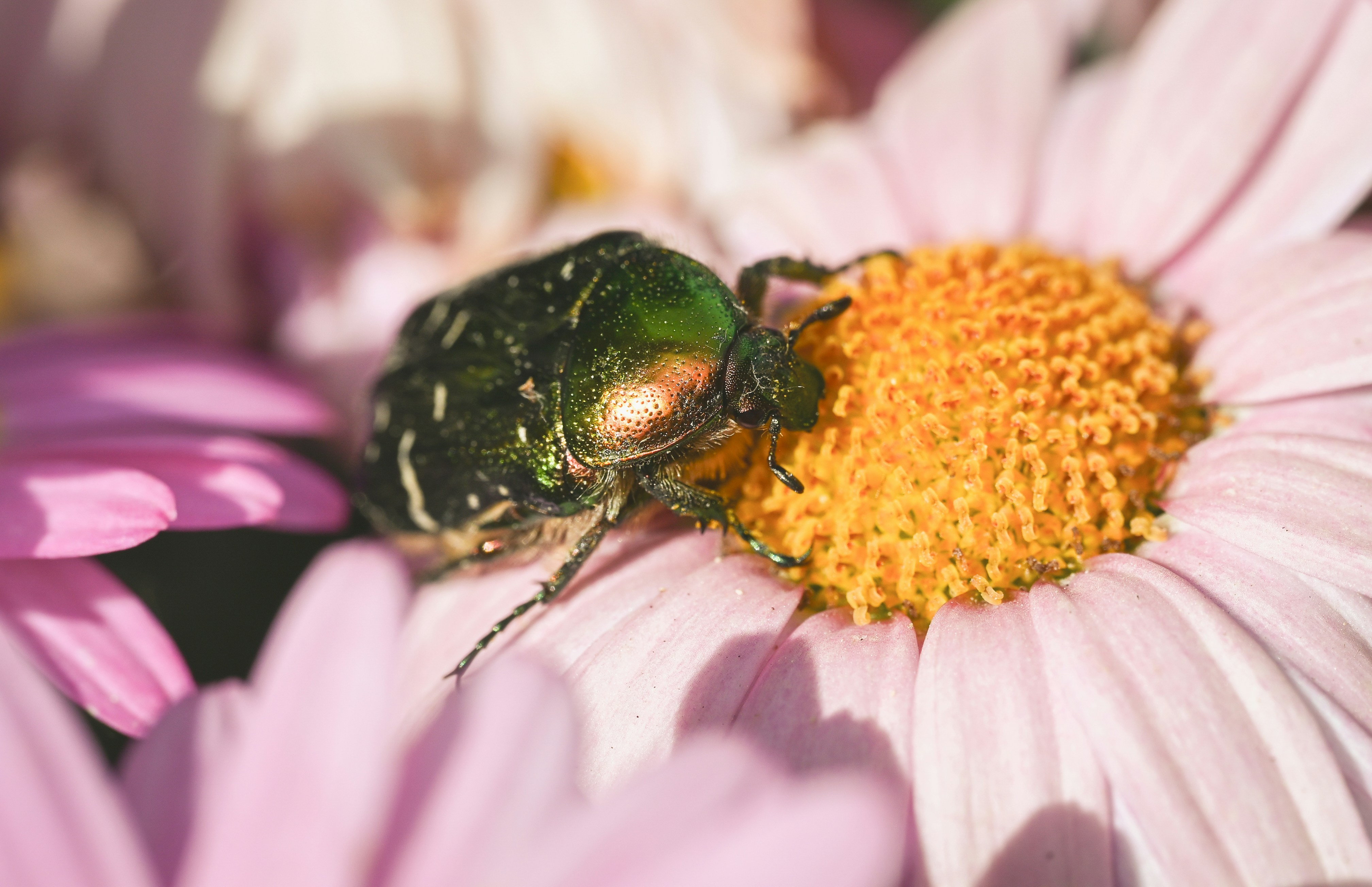 Emerald Beetle on a Pink Daisies: Minute Detail in Sunlit Petals