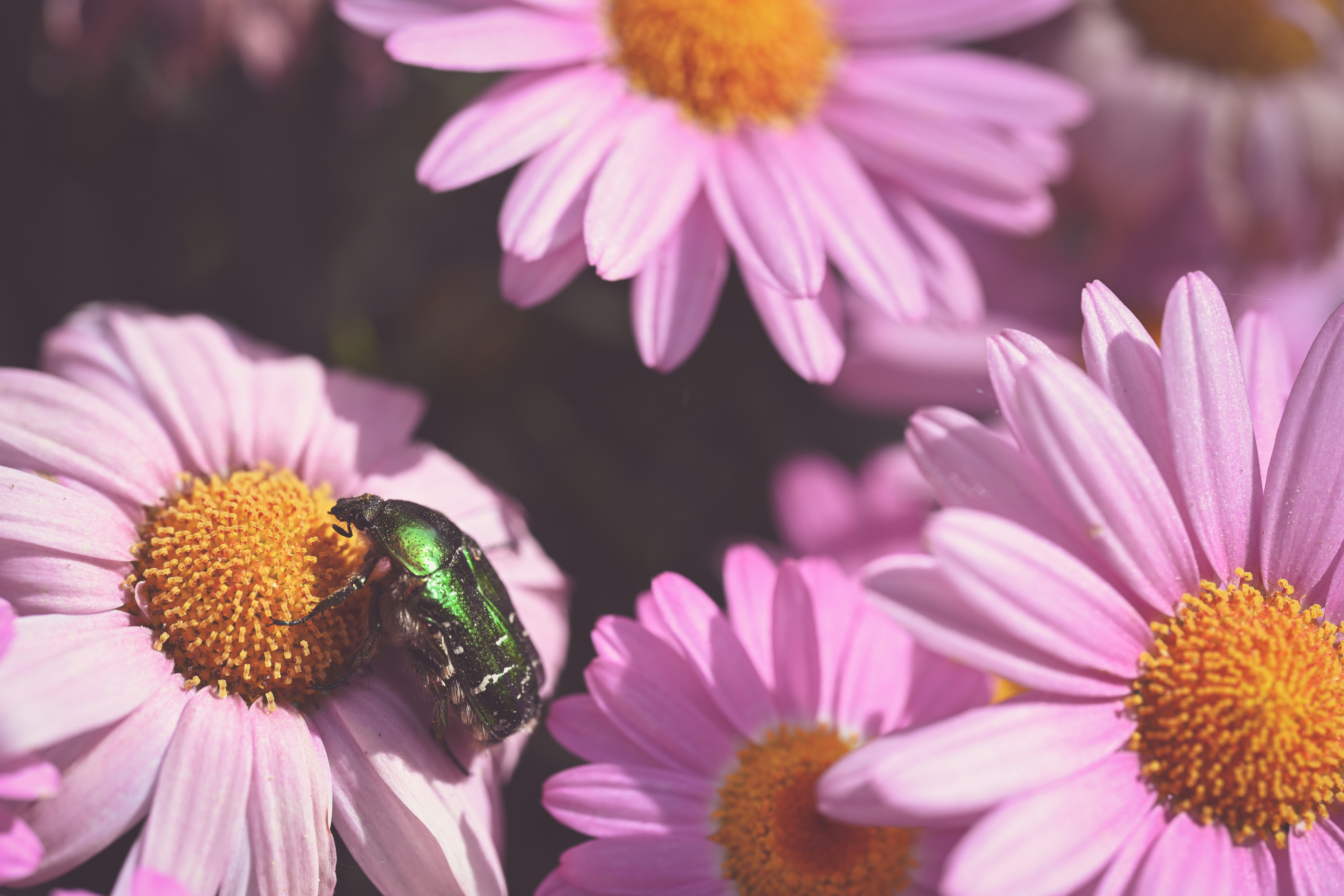 Emerald Beetle on a Pink Petal Bloom