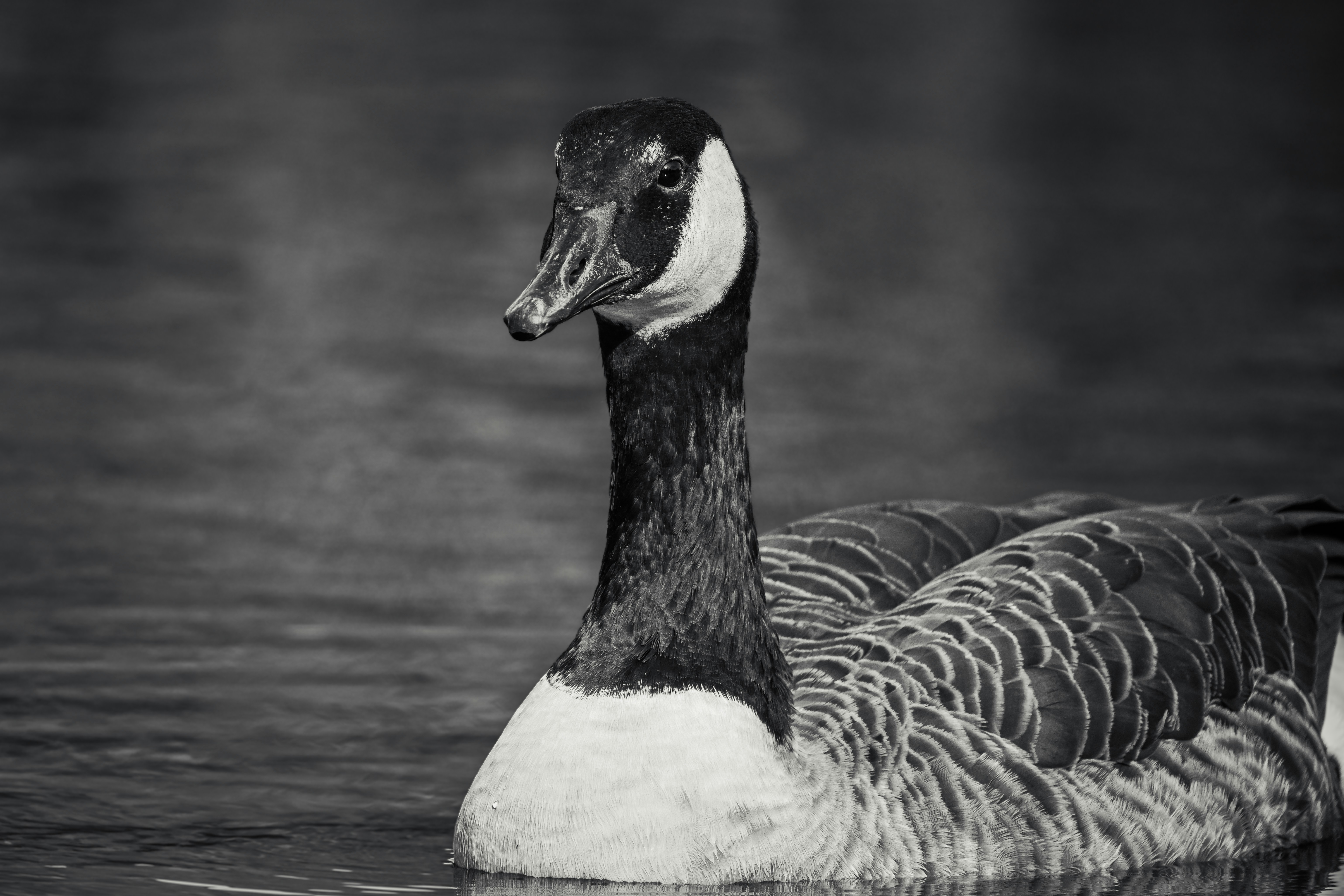 Black-necked Goose in Still Water—A Portrait in Monochrome