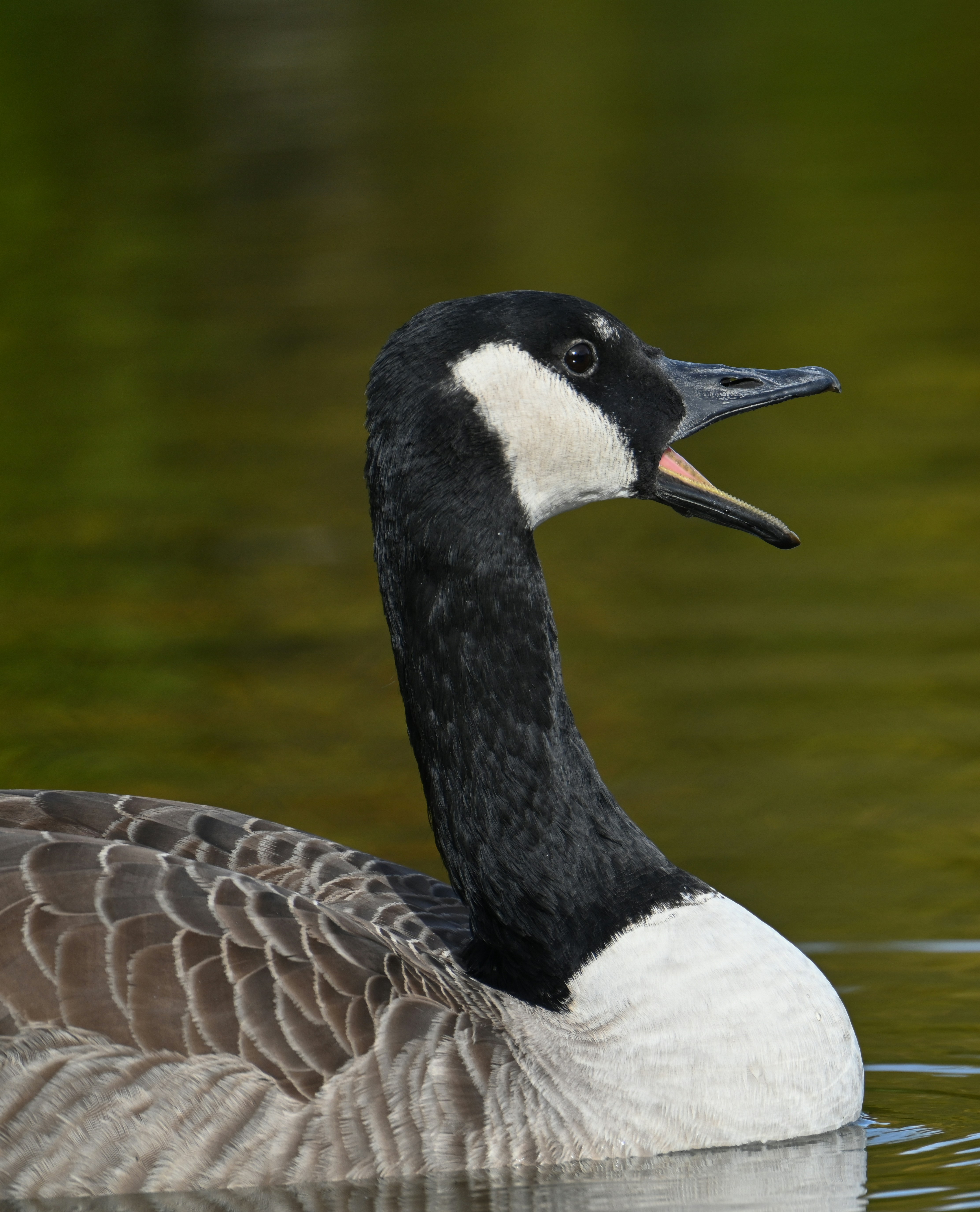 Crowned in Serenity: A Canada Goose Ponders the Surface