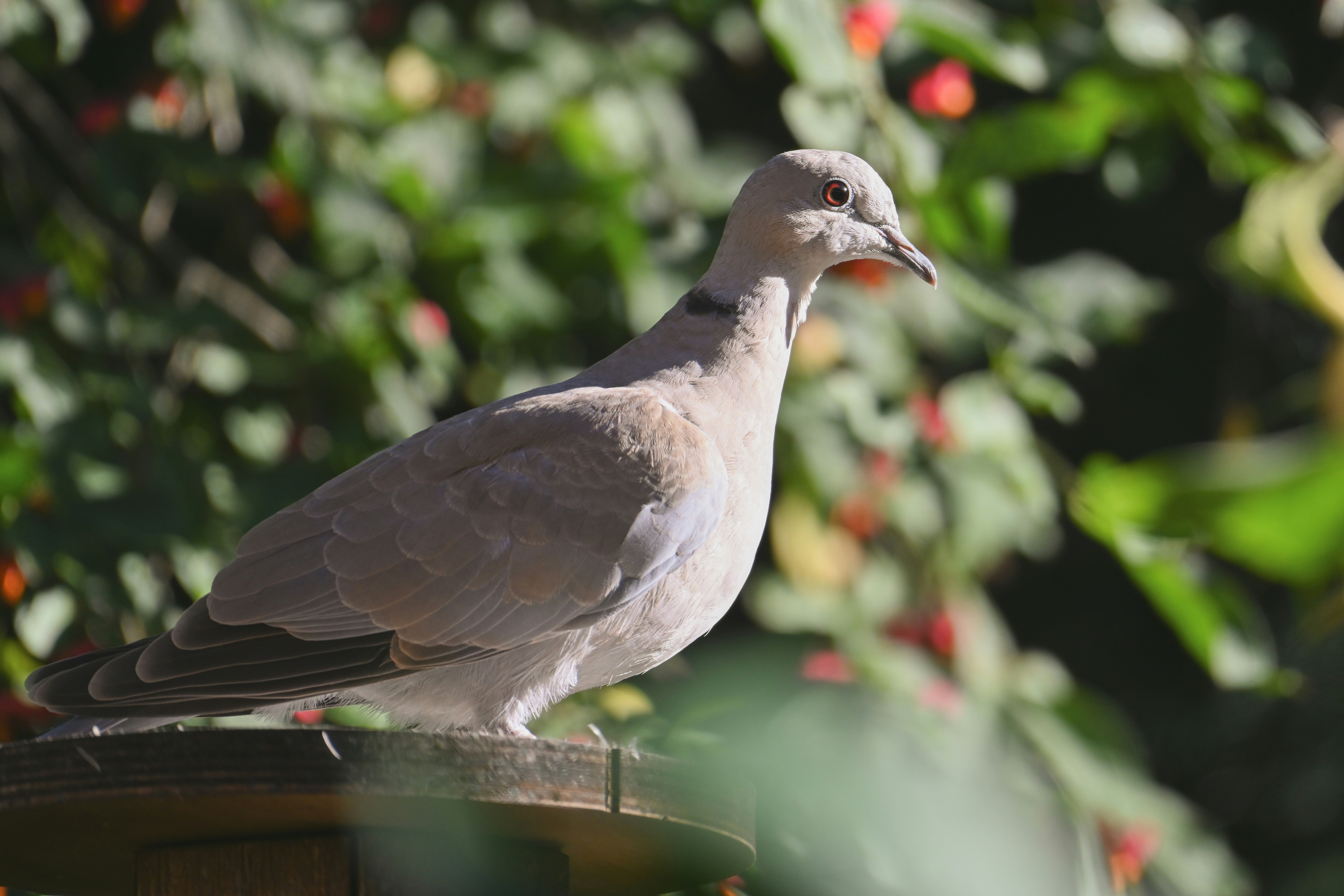 Urban Dove: A Quiet Perch Amid Greenery