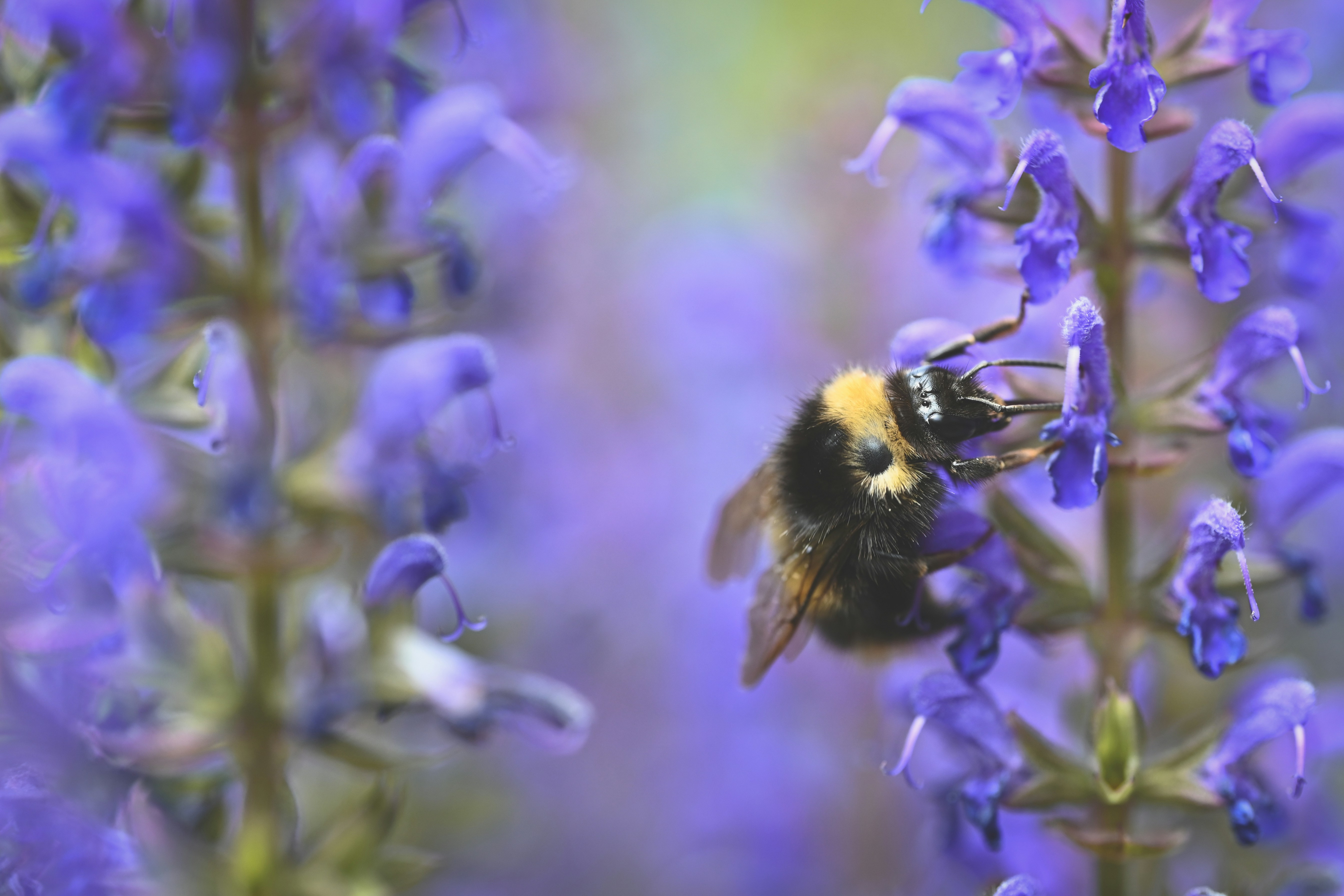 Mid-Flight Nectar Mission: Beetle-Blue Hood on Lavender Trails