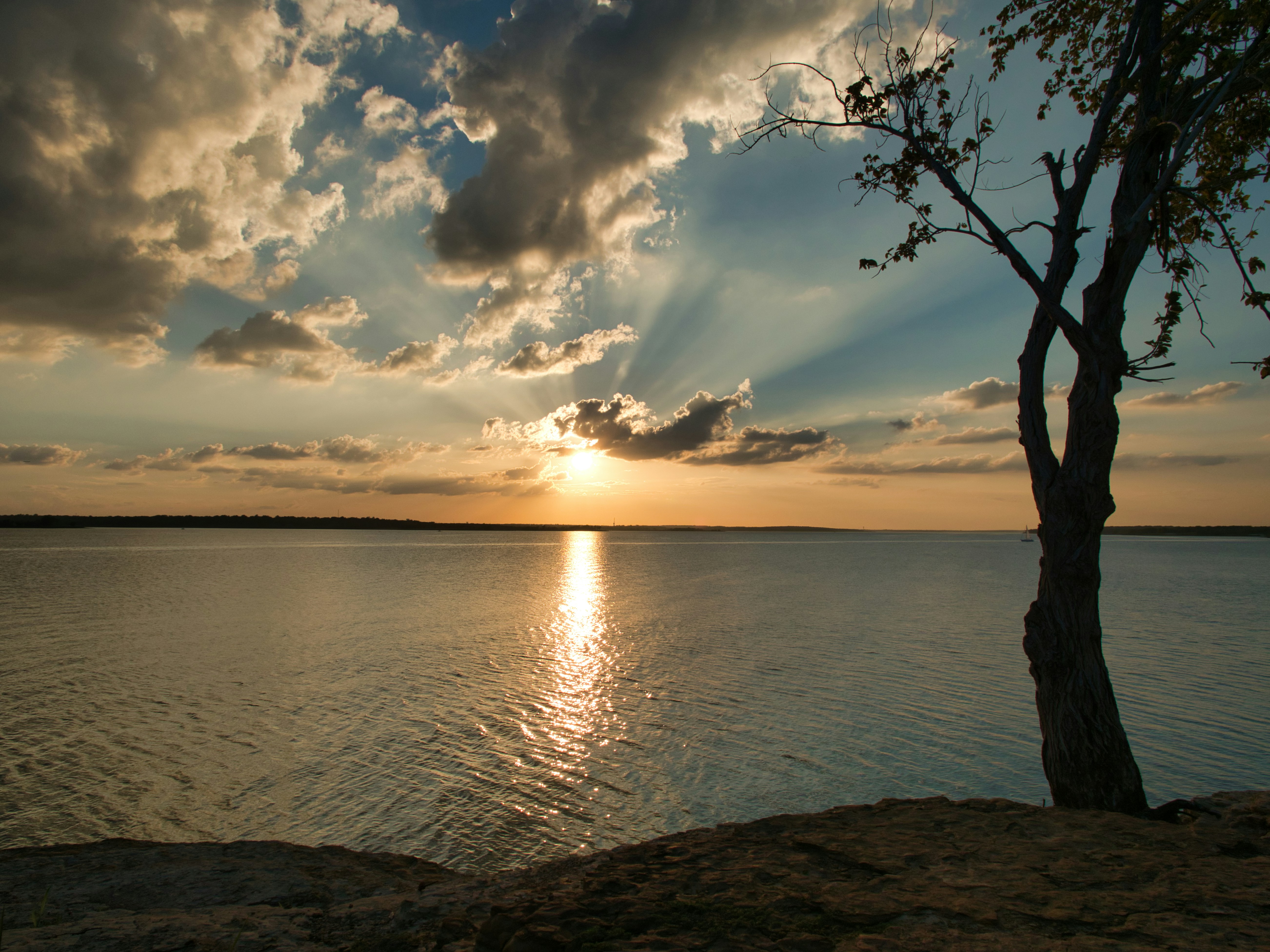 Sunlit Harbor: Quiet Horizon Between Water, Sky, and a Silhouetted Tree