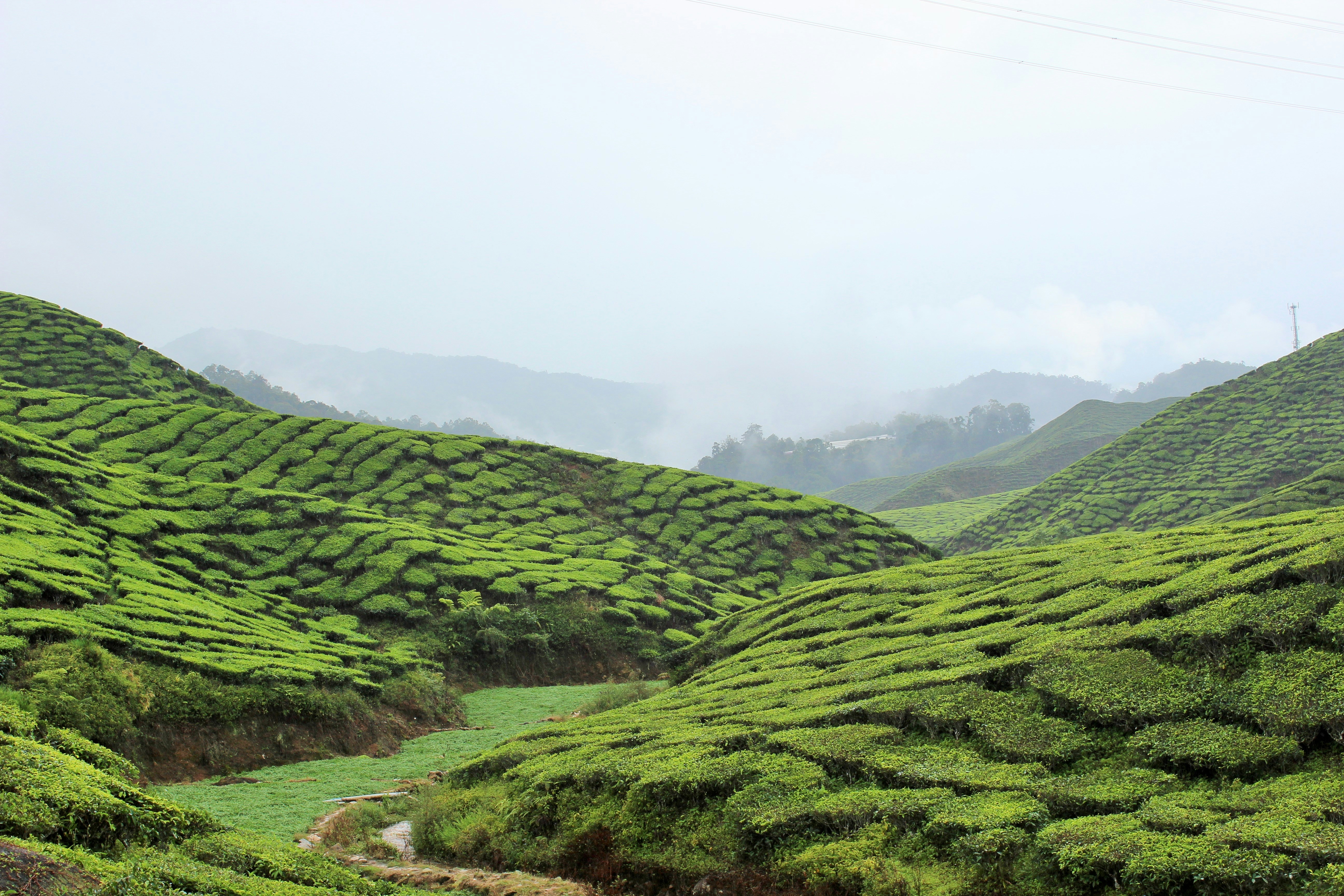 Emerald Ridges: A Quiet Tea Terraced Valley Under Mist