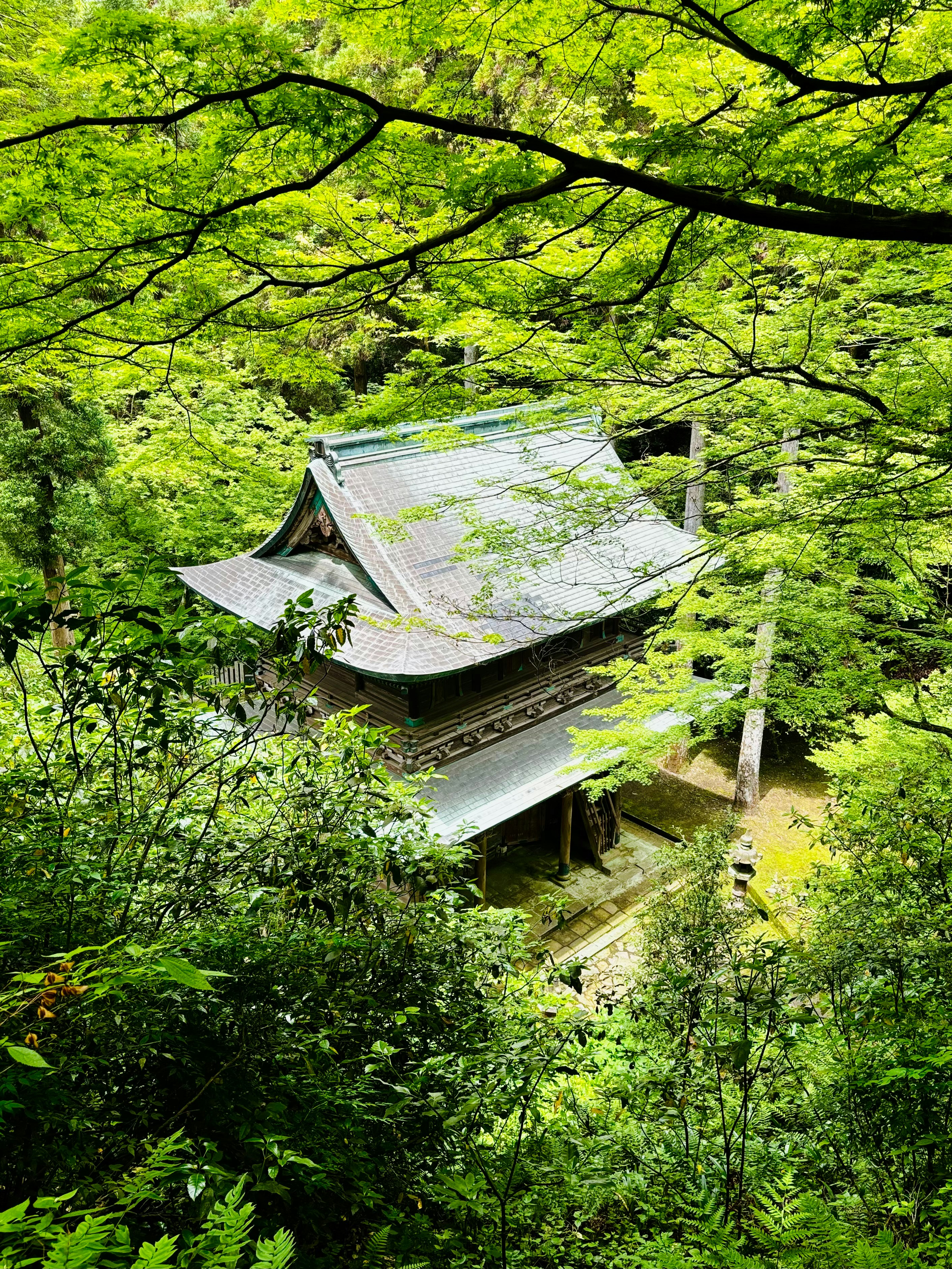 Green canopy over a tranquil temple retreat
